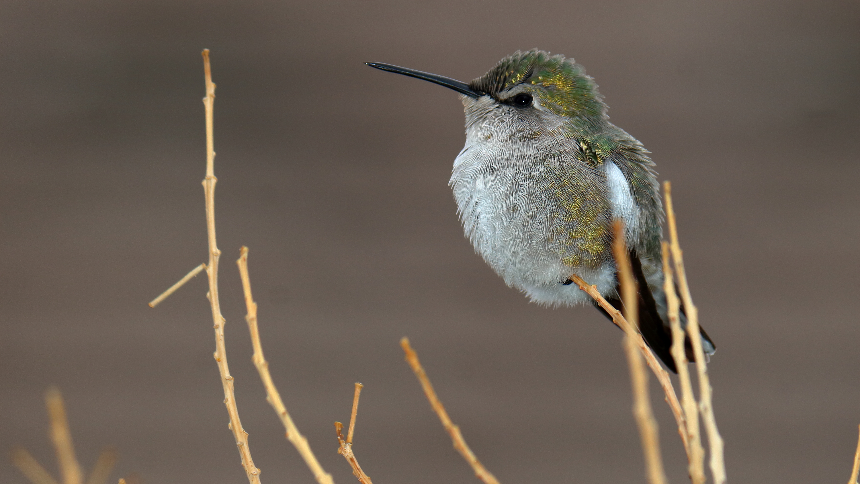 Backyard Birds - Anna's Hummingbird (female) - Canon Community