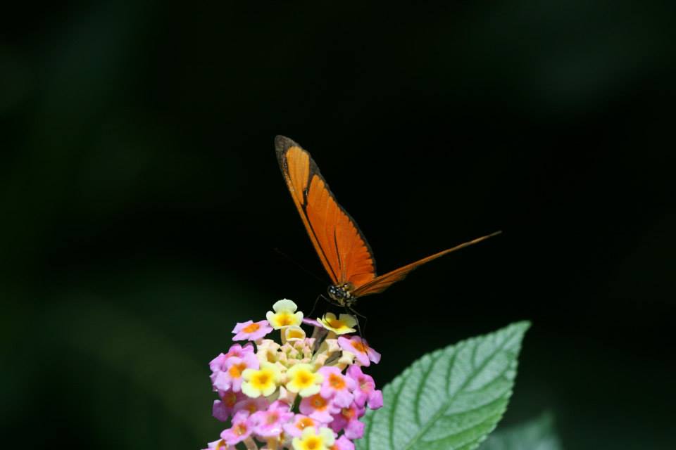 Butterfly - Canon Community