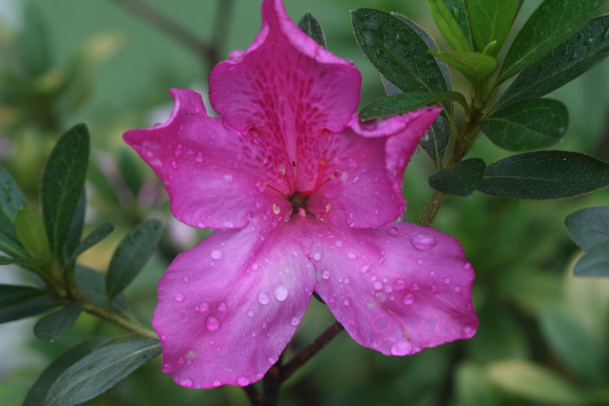 Flowers - Canon Community