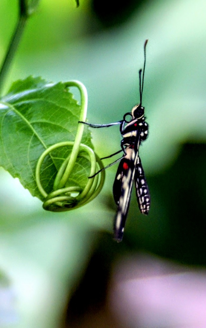 Butterfly - Canon Community