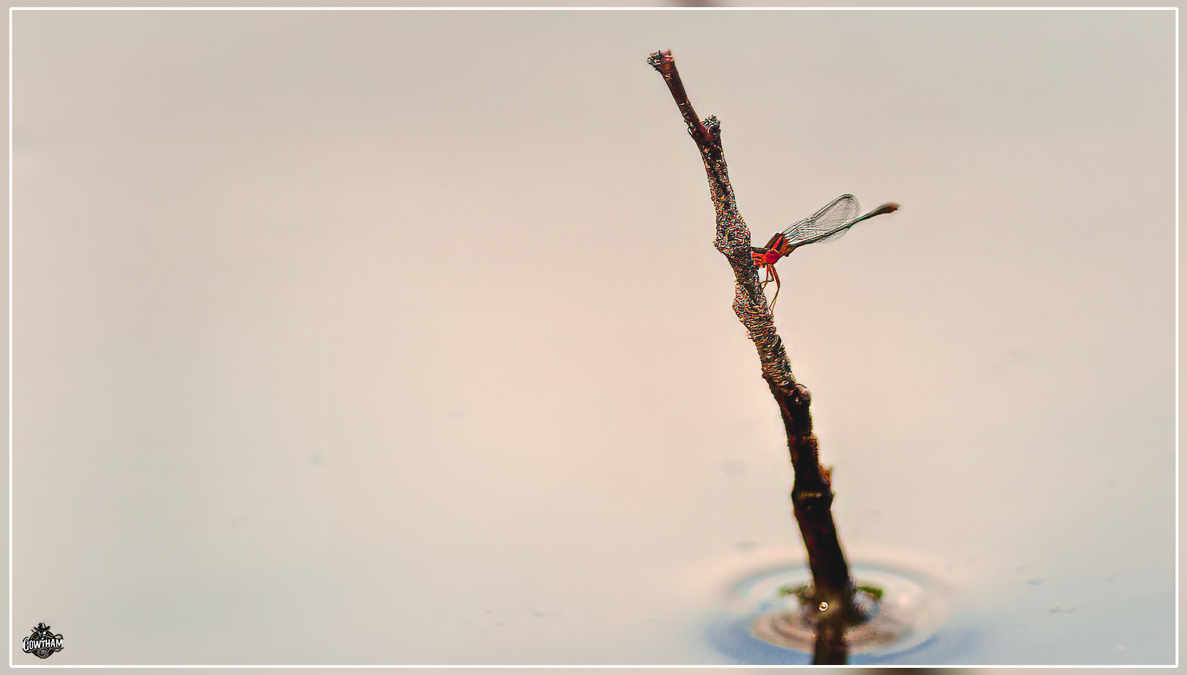 Dragonfly Dreams - Canon Community