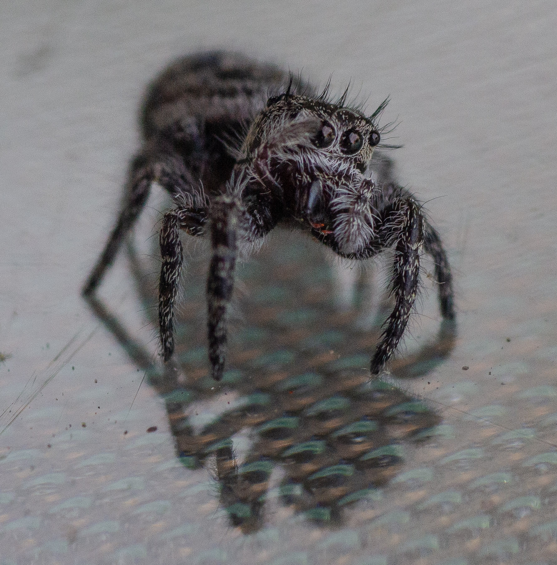 Tiny spider showing fangs - Canon Community