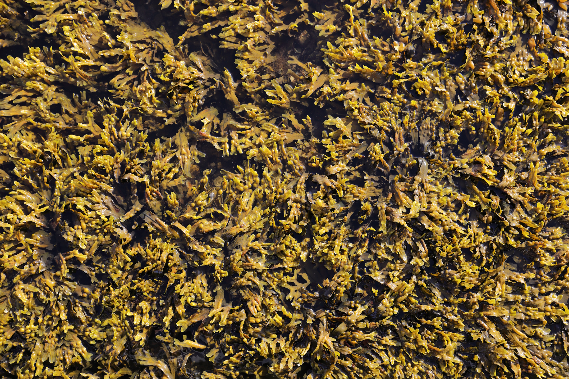 seaweed - Canon Community
