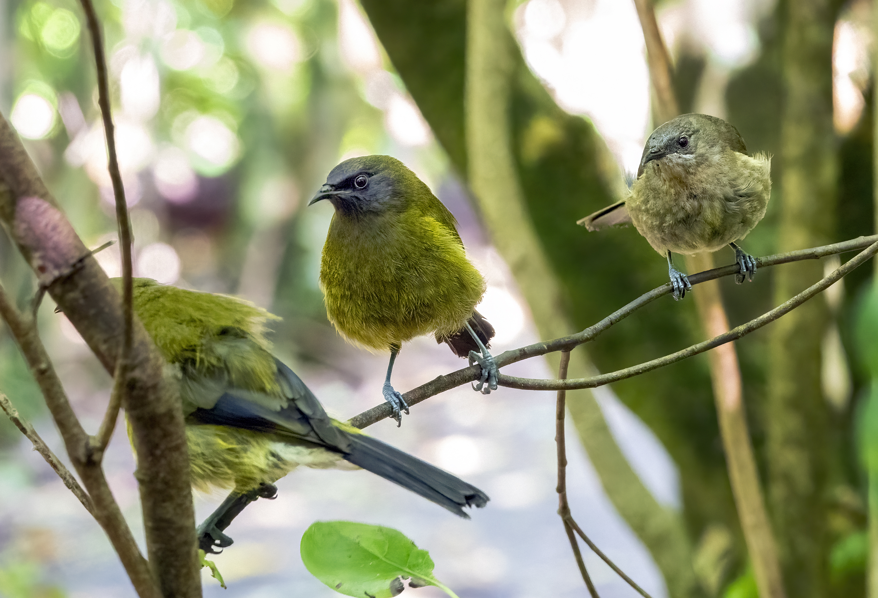 EOS R5 or R6 Shutter Button Metering Function When... - Canon Community