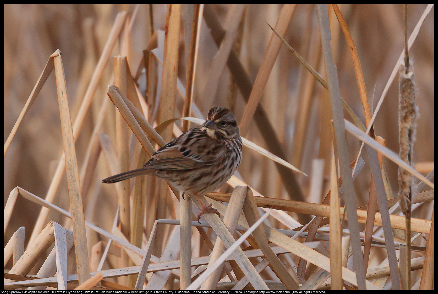 EOS R5 How to improve autofocus for birds - Canon Community