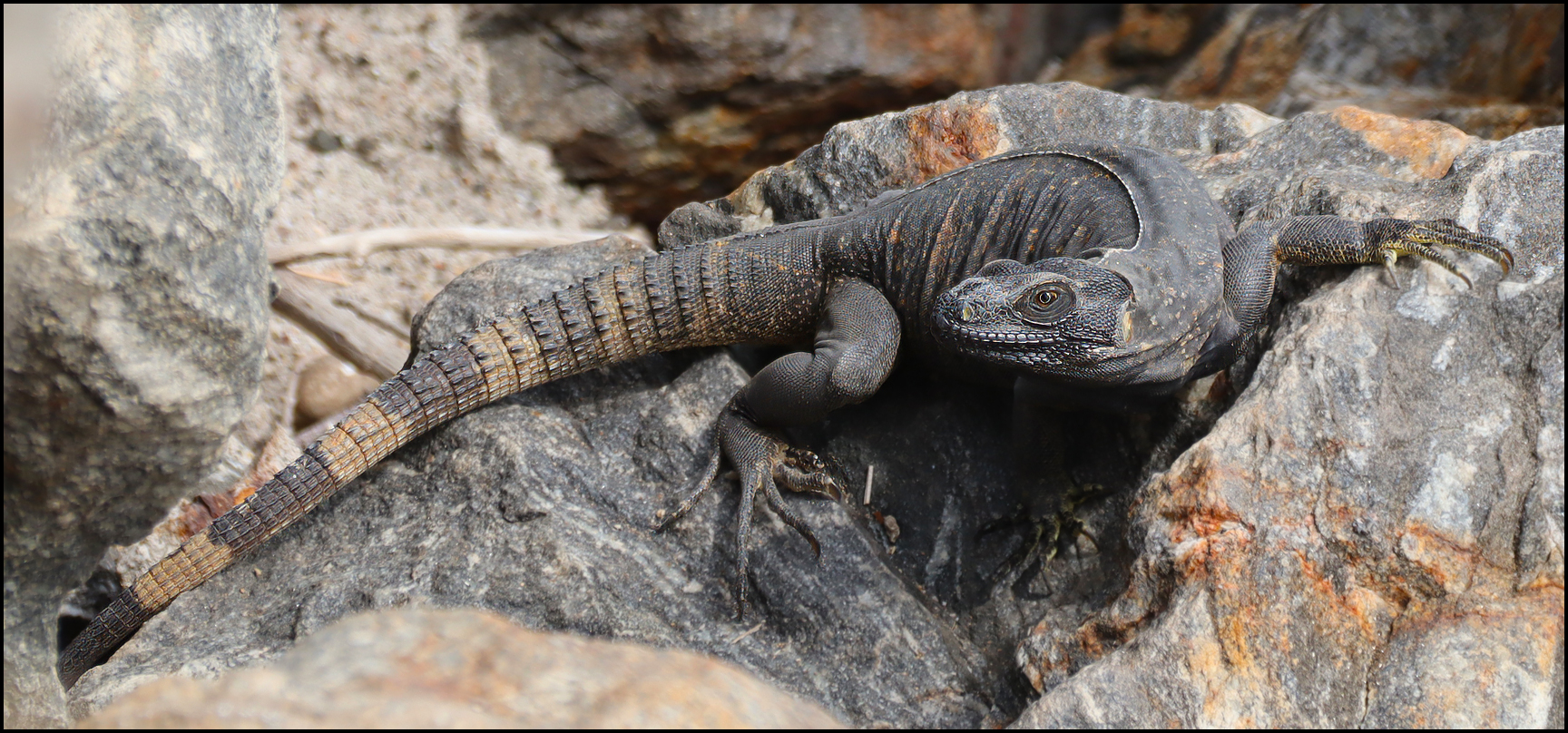 Lizard on a Break wall in Mexico - Canon Community
