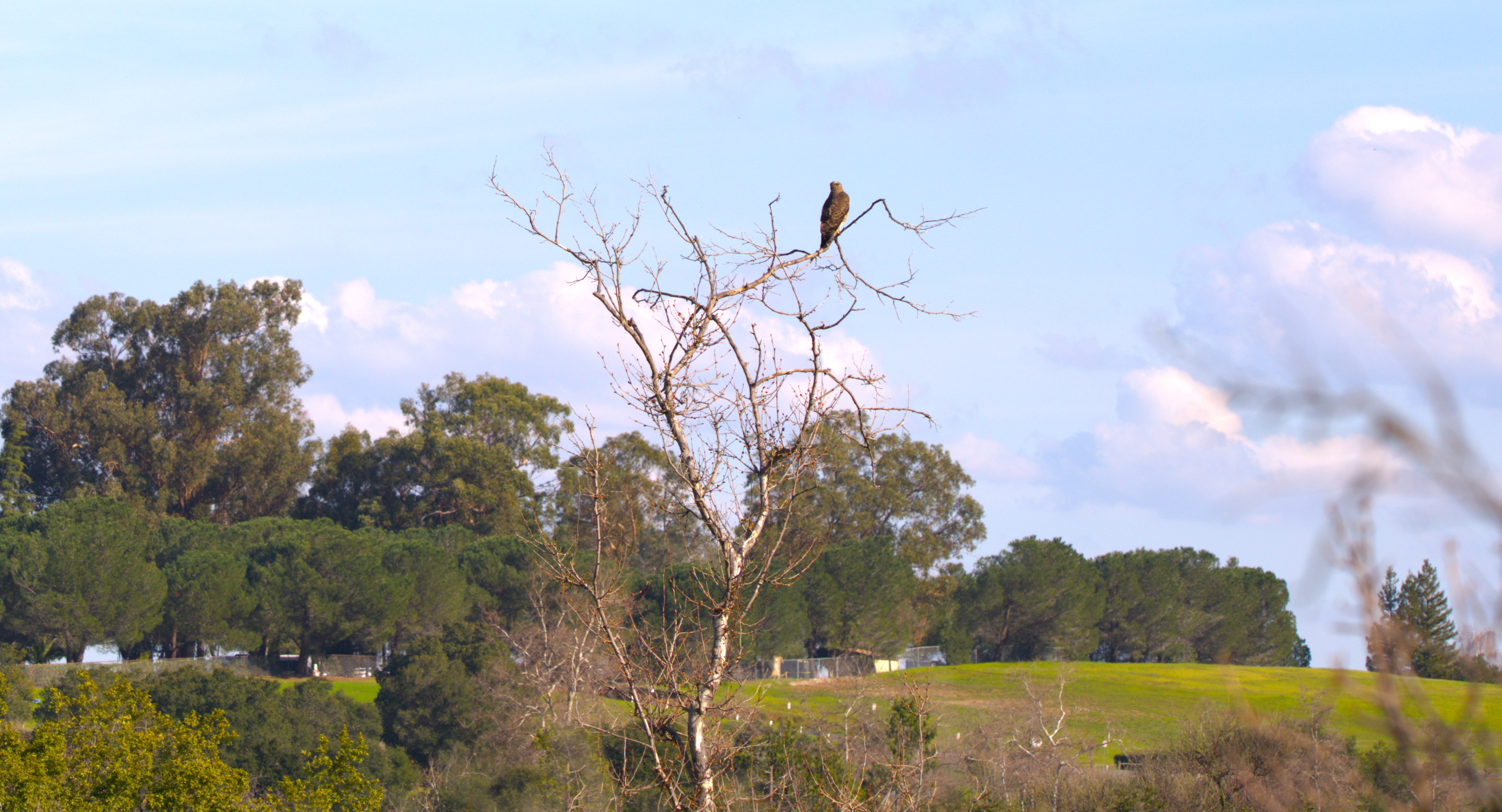 Red Tail Hawks - Canon Community