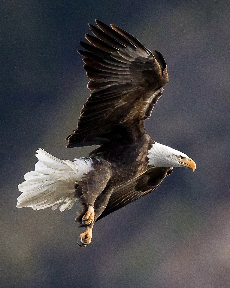 Bald Eagle in flight - Canon Community