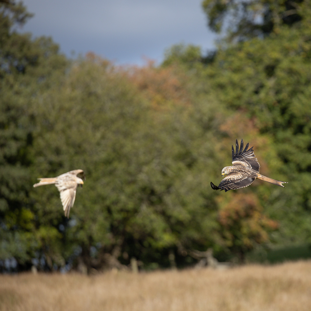 Leucistic Red Kite aka "White Kite" - Canon Community