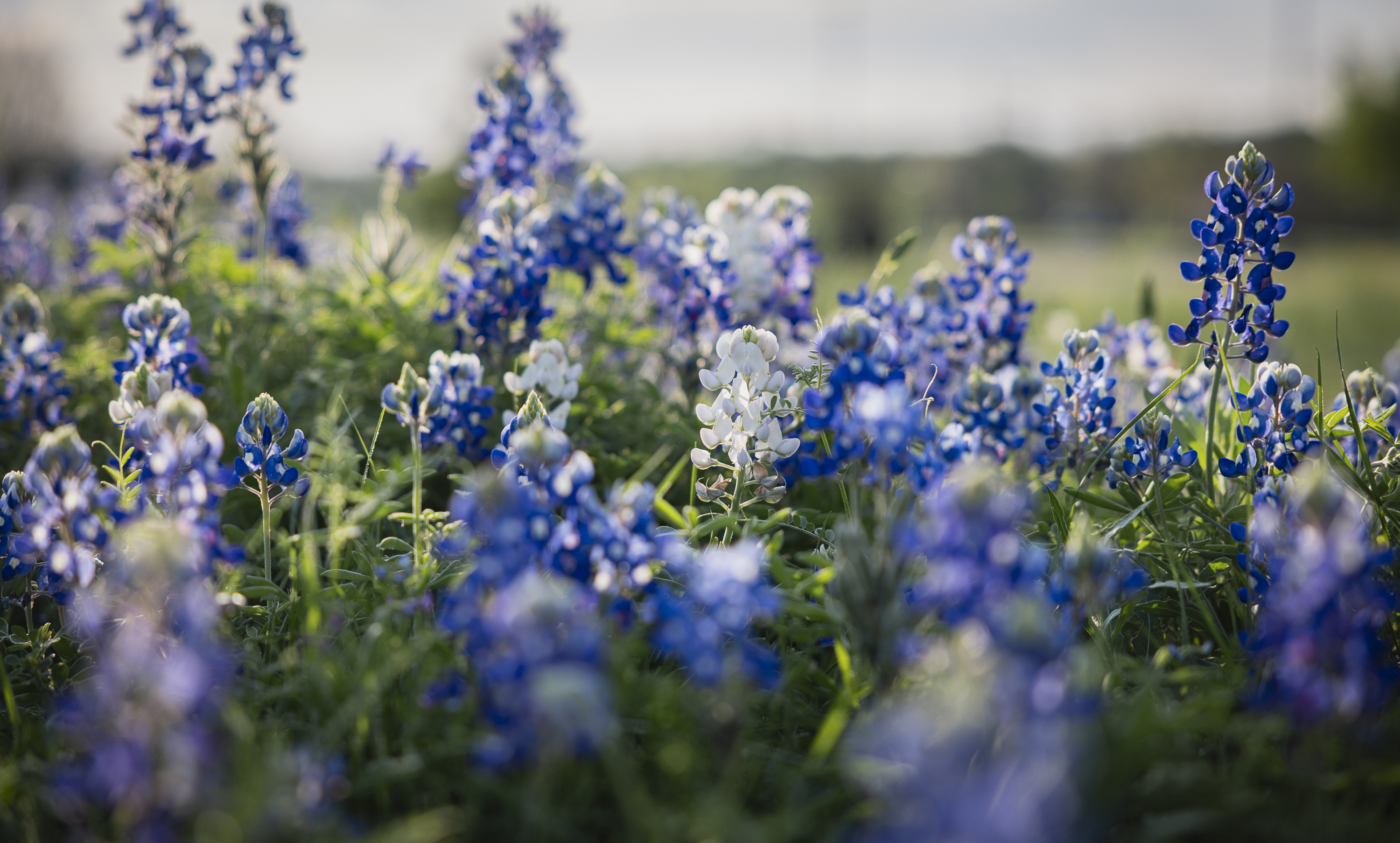 Bluebonnets - Canon Community