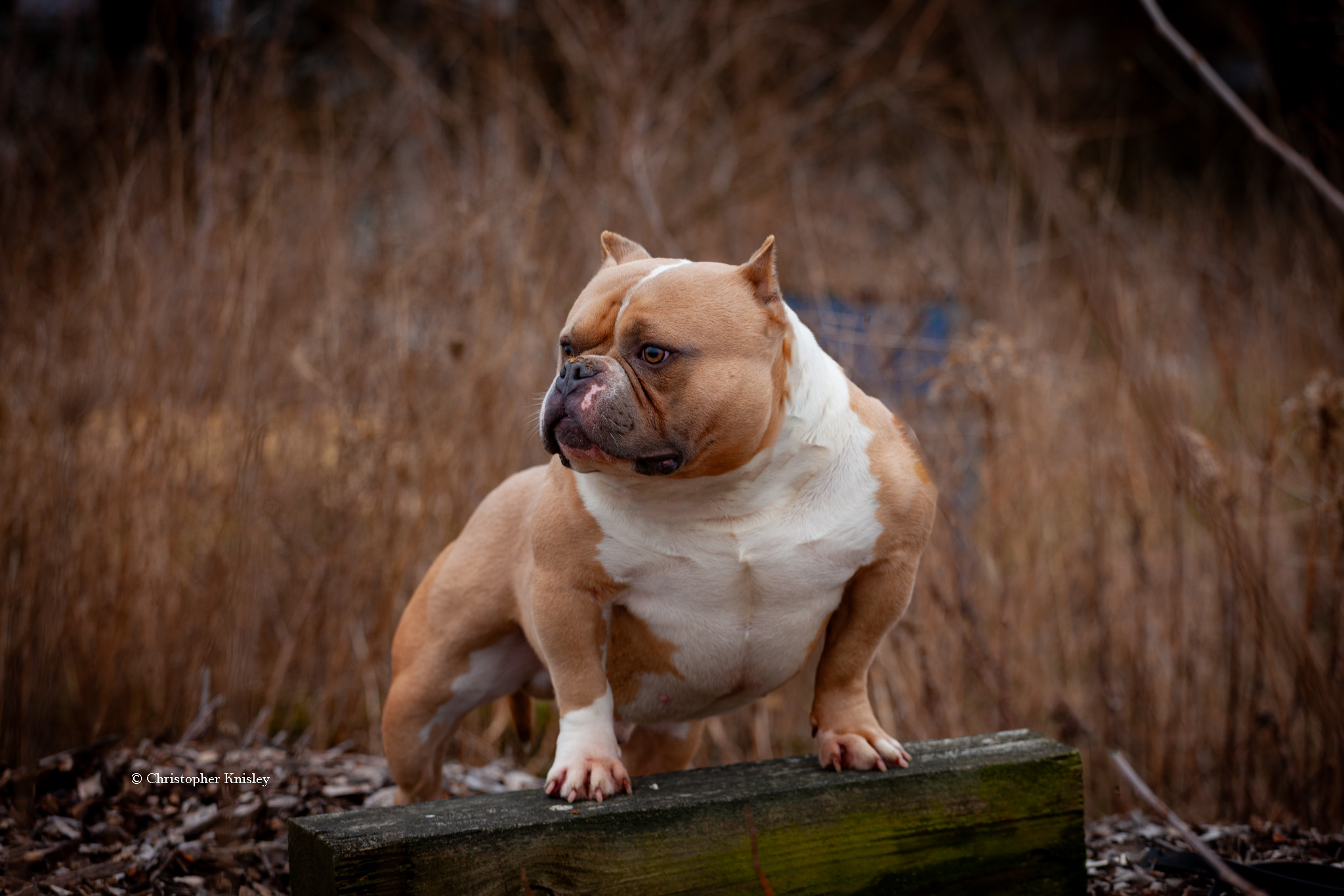 My Bully Diablo 1DS Mark3 70-200 f4L @ 80 f5. Edit... - Canon Community