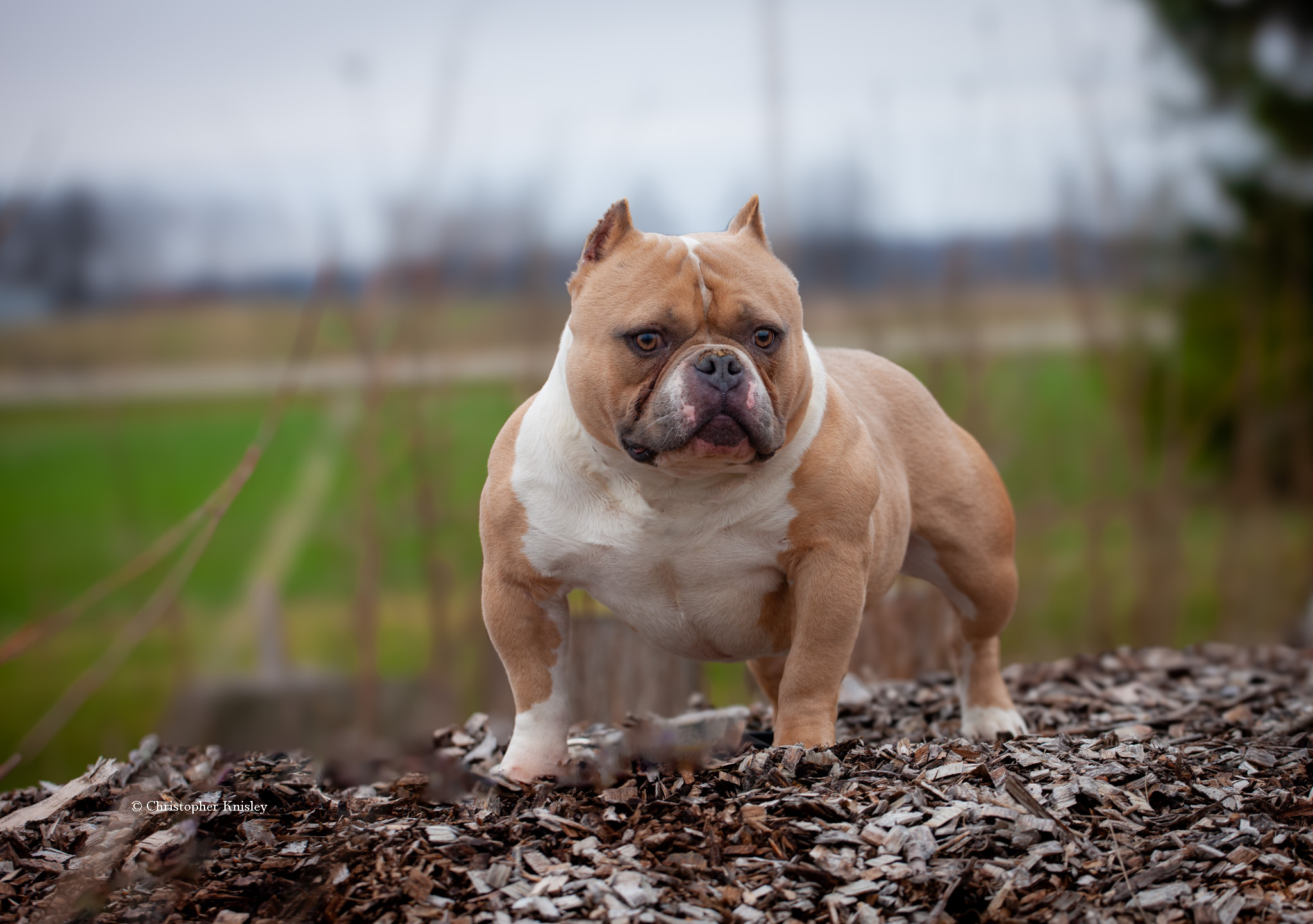 My Bully Diablo 1DS Mark3 70-200 f4L @ 80 f5. Edit... - Canon Community