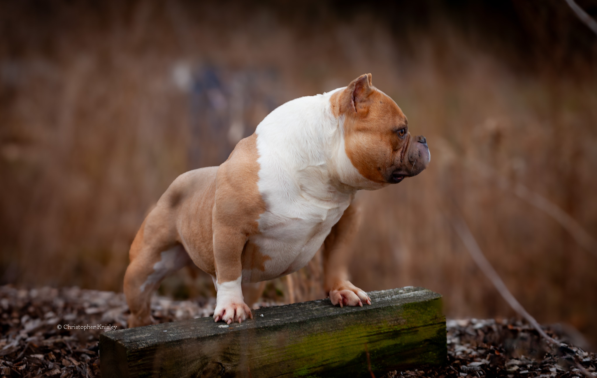 My Bully Diablo 1DS Mark3 70-200 f4L @ 80 f5. Edit... - Canon Community