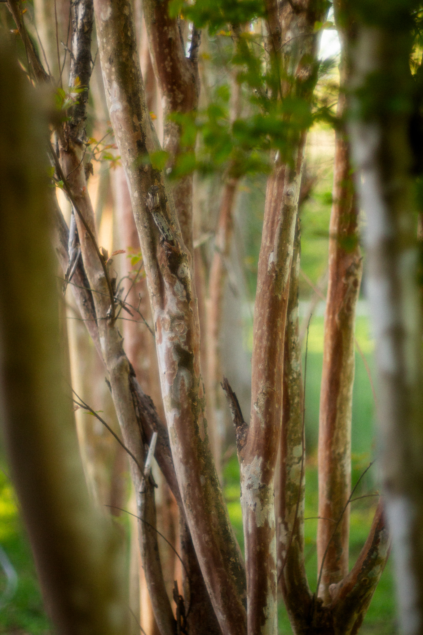 Dream Trees - Canon Community