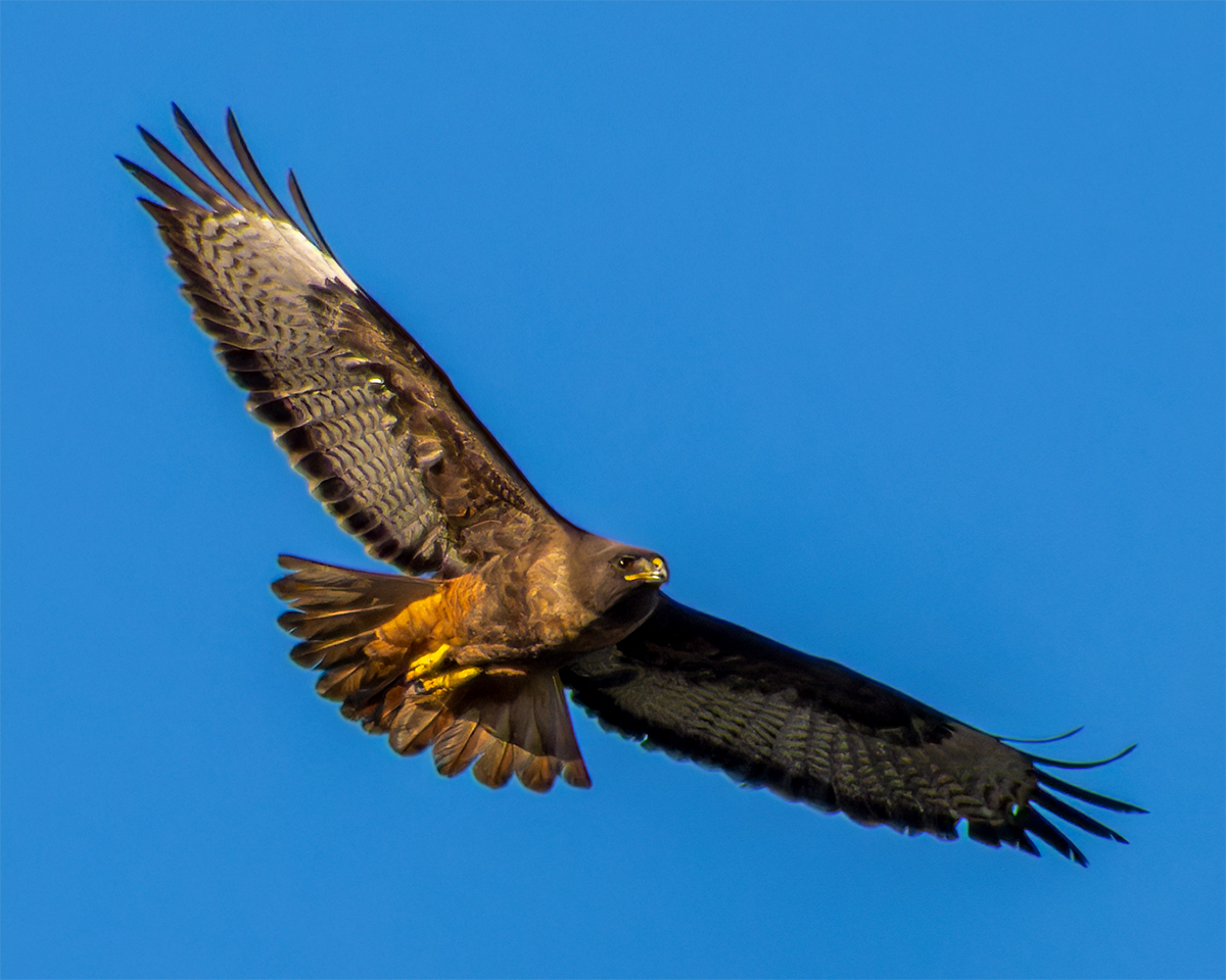 Red Tail Hawk in flight - Canon Community