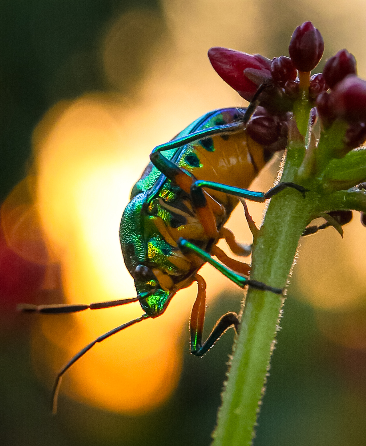 Jewel bug macro photography - Canon Community