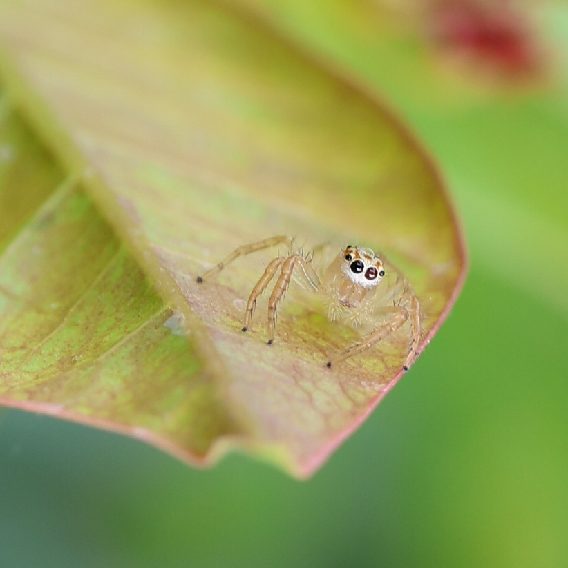 Spider - Canon Community