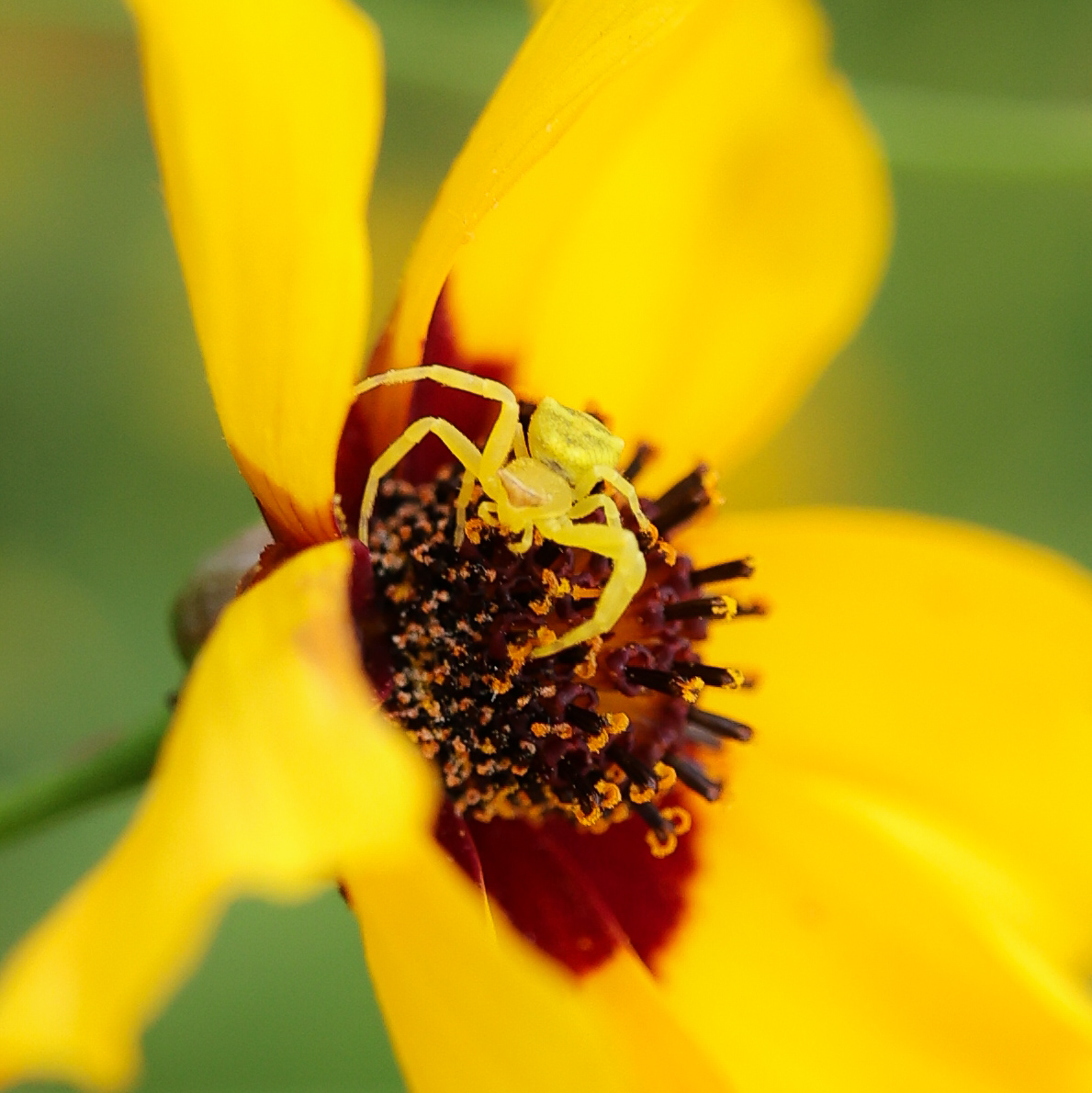 Yellow Spider - Canon Community