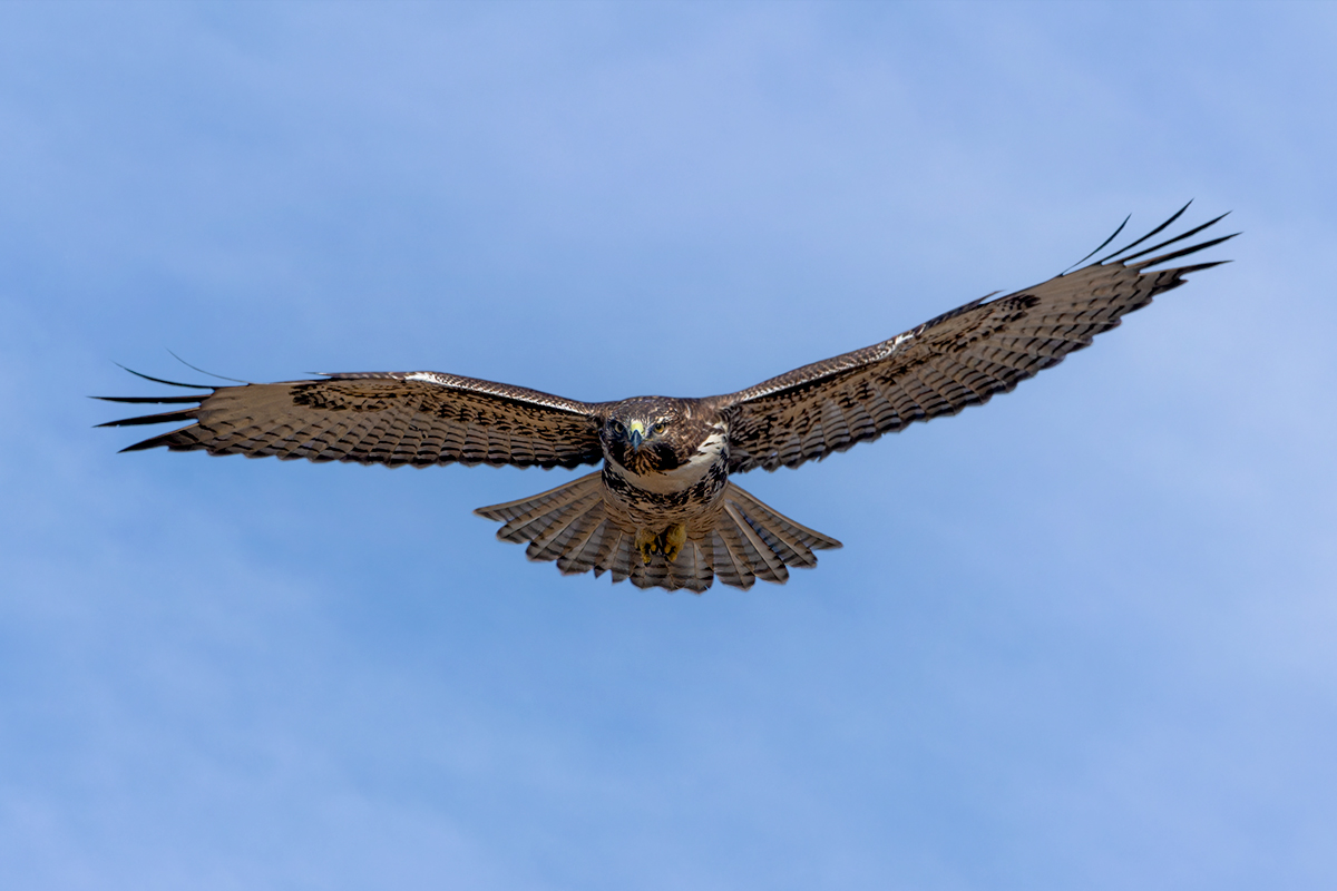Redtail Hawk hovering in a strong wind - Canon Community