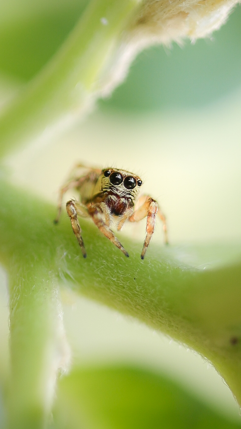 Spider - Canon Community