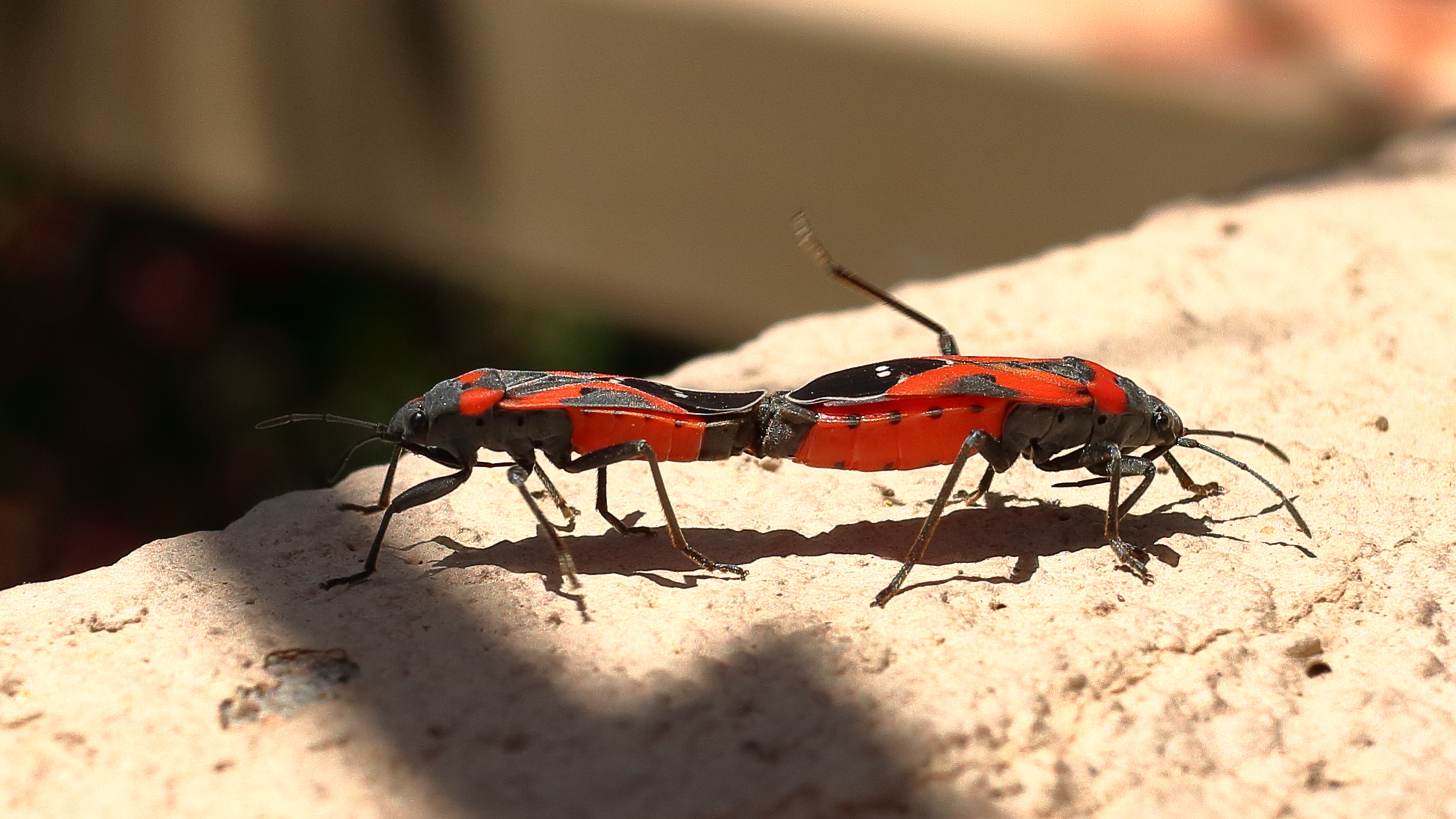 Small Milkweed Bugs (Siamese Twins) - Canon Community
