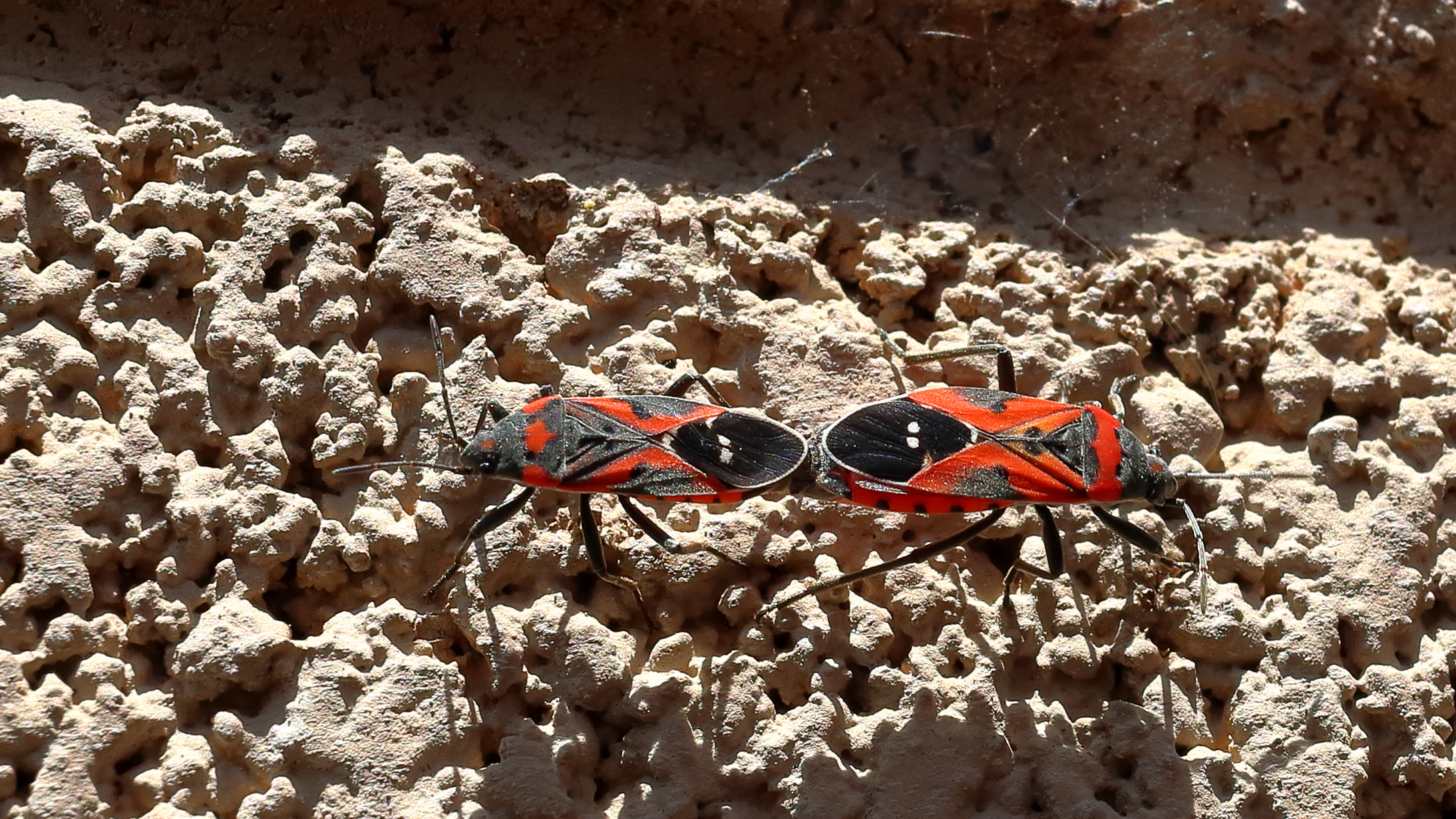 Small Milkweed Bugs (Siamese Twins) - Canon Community