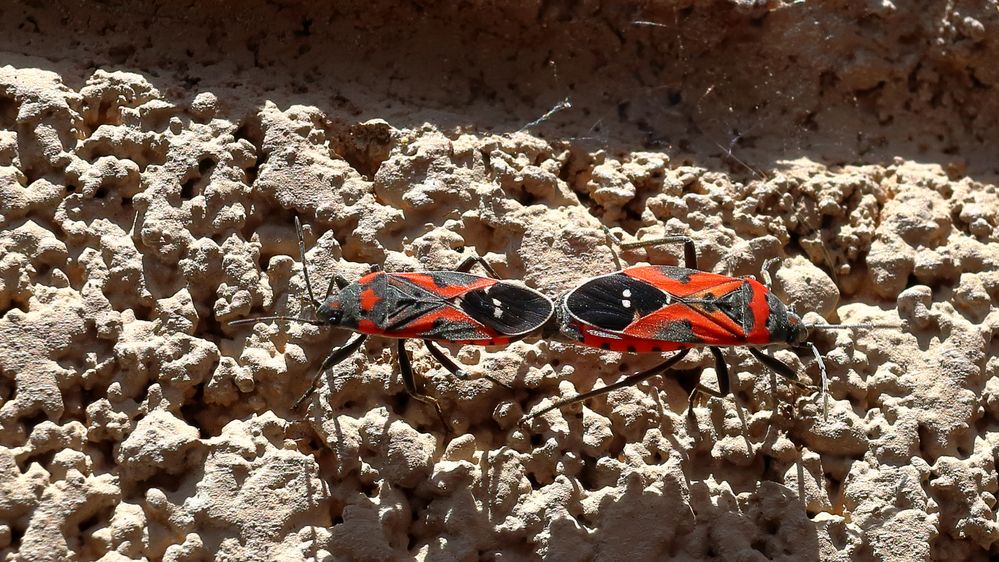 Small Milkweed Bugs (Siamese Twins) - Canon Community
