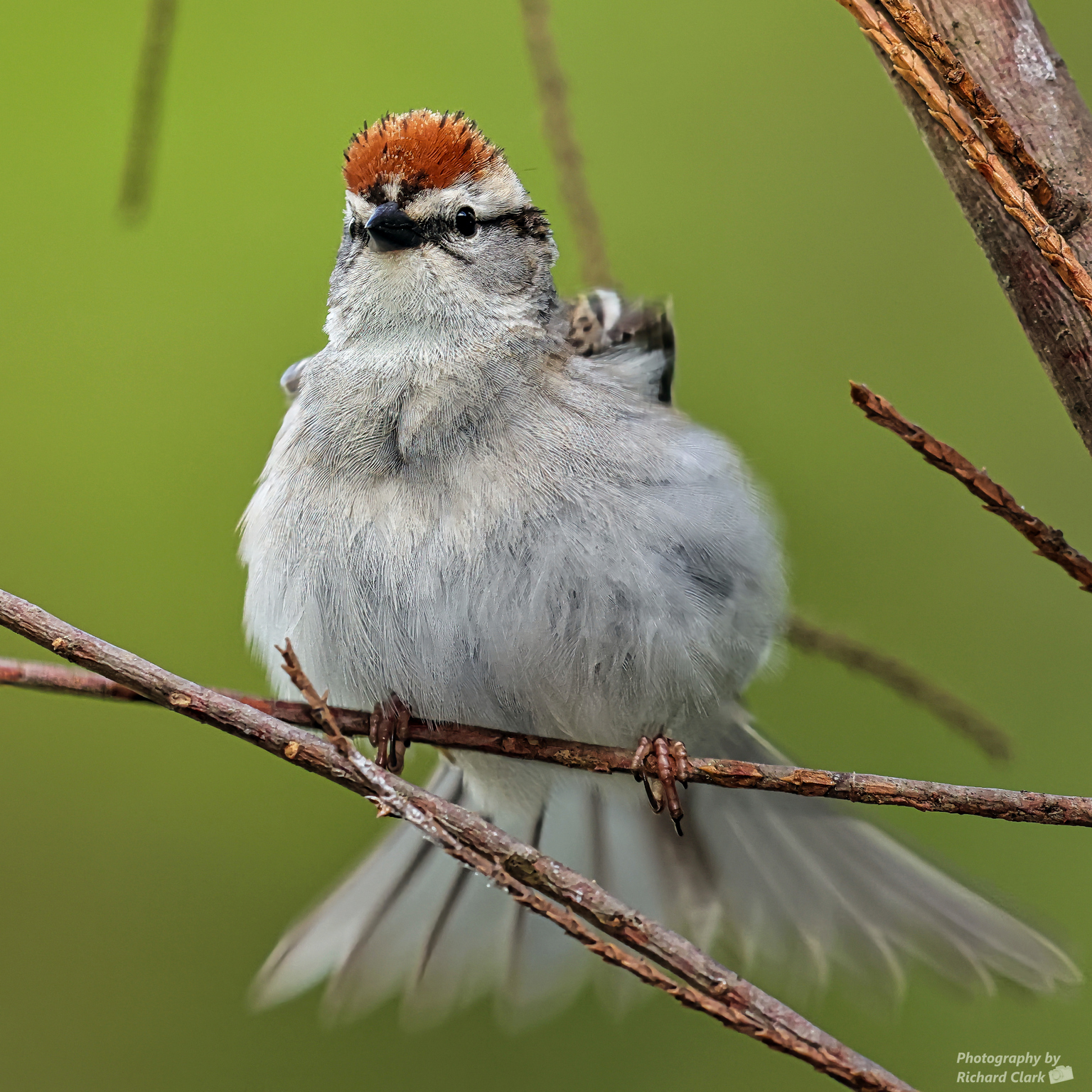 All puffed up and and proud! - Canon Community