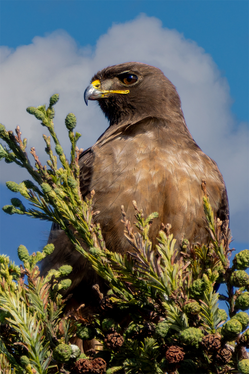 Dark Morph Redtail Portrait - Canon Community