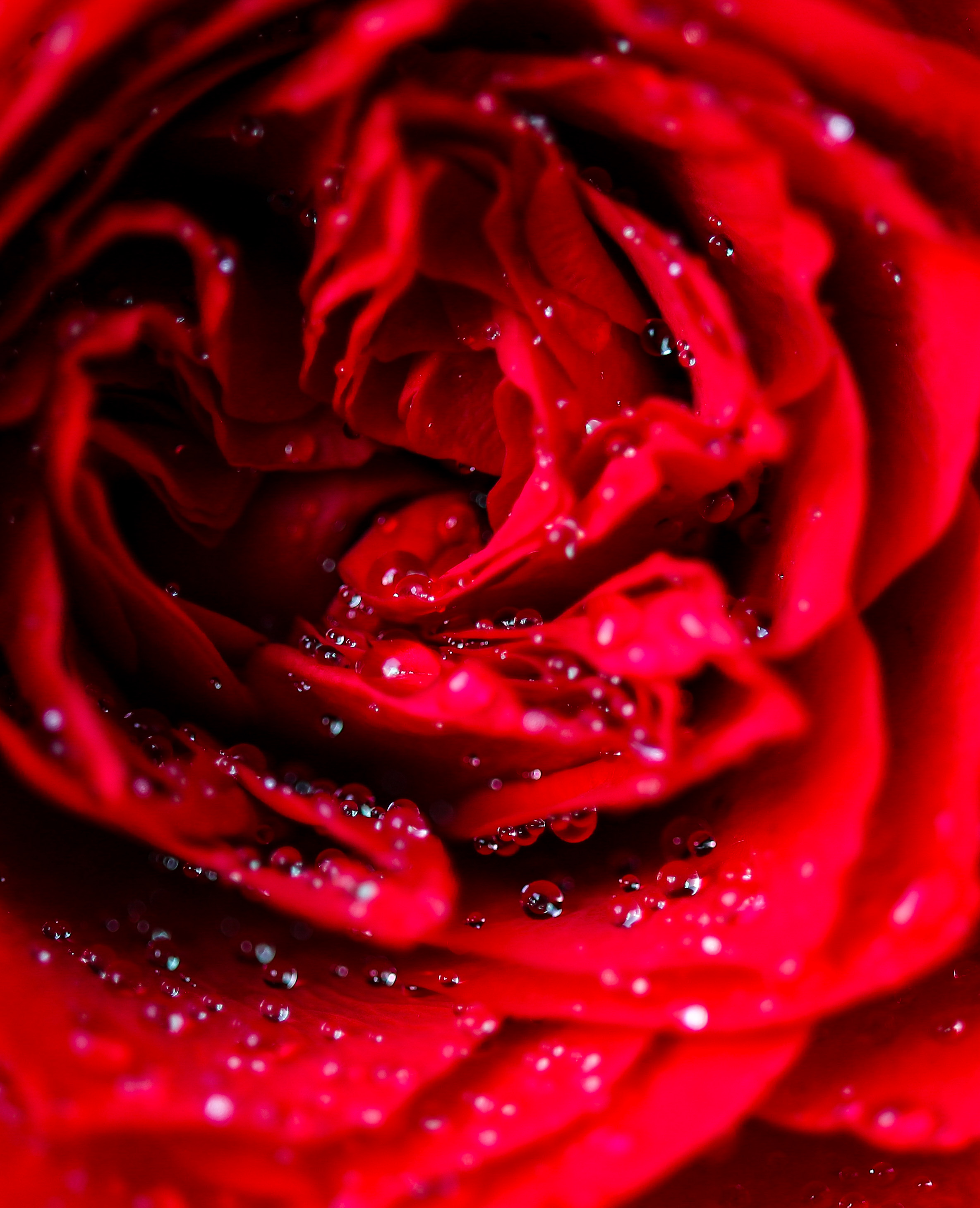 Rose - Canon Community