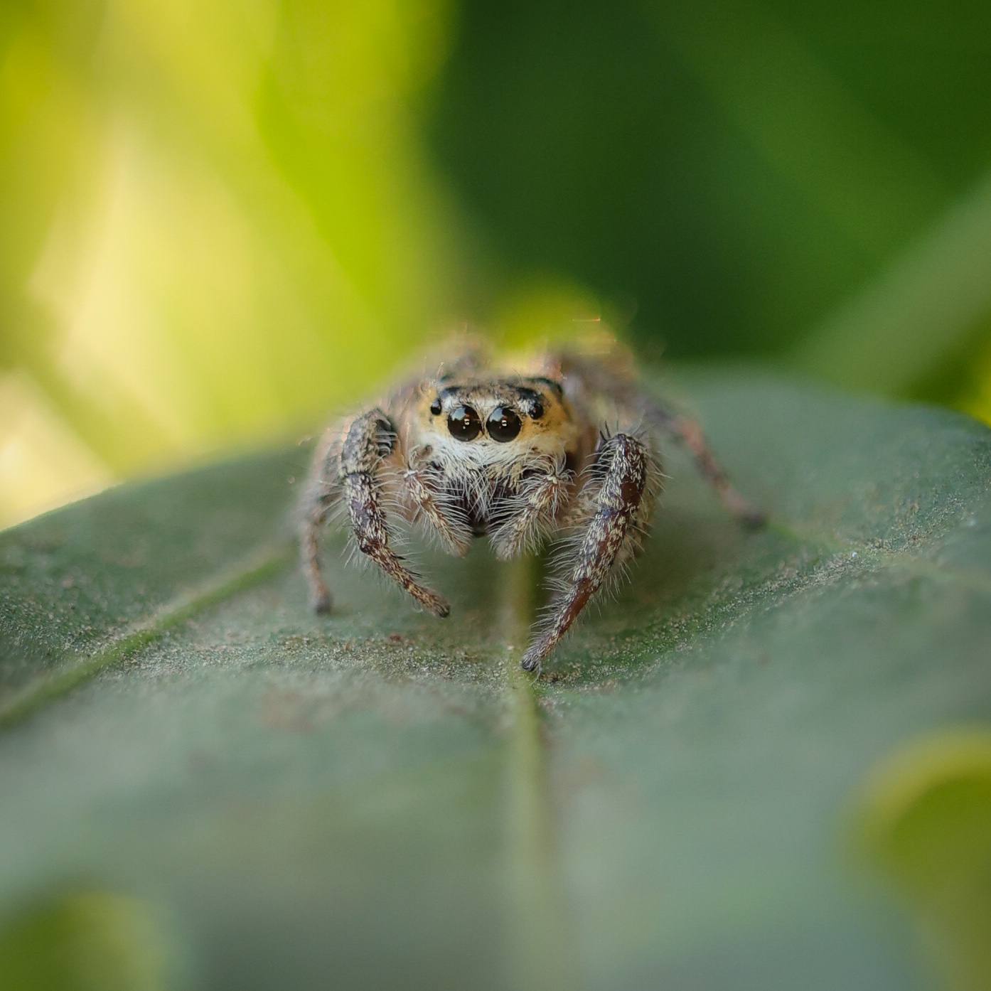 Spider - Canon Community