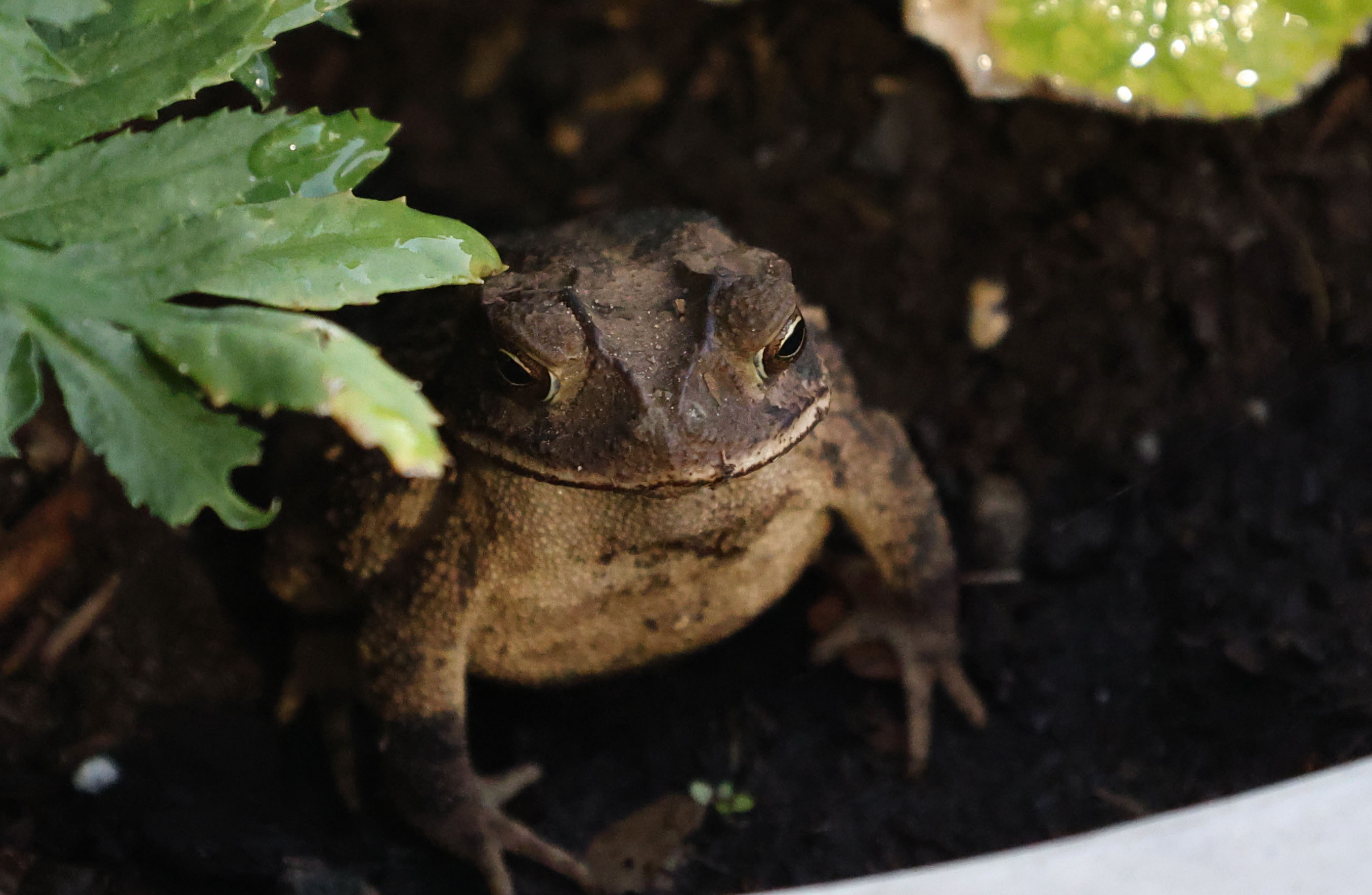 TOAD - Canon Community