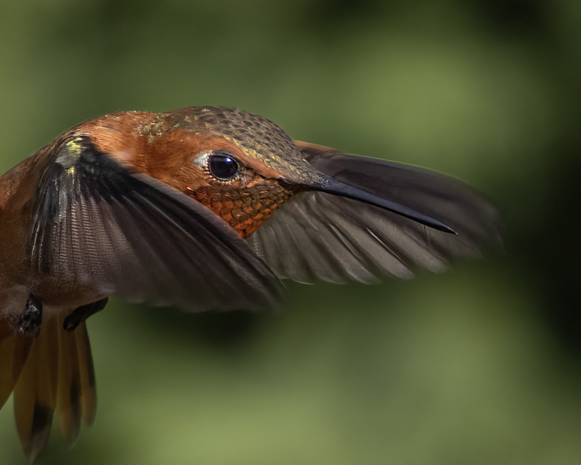 Requesting advice on how to successfully focus spe... - Canon Community