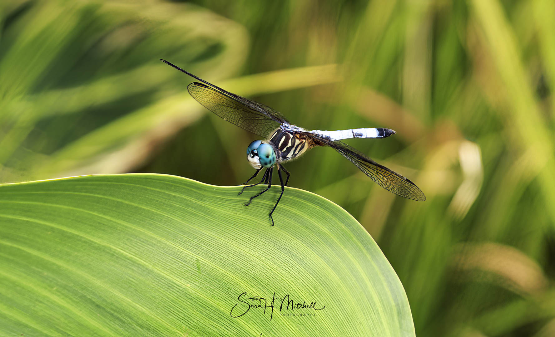 Dragonfly - Canon Community