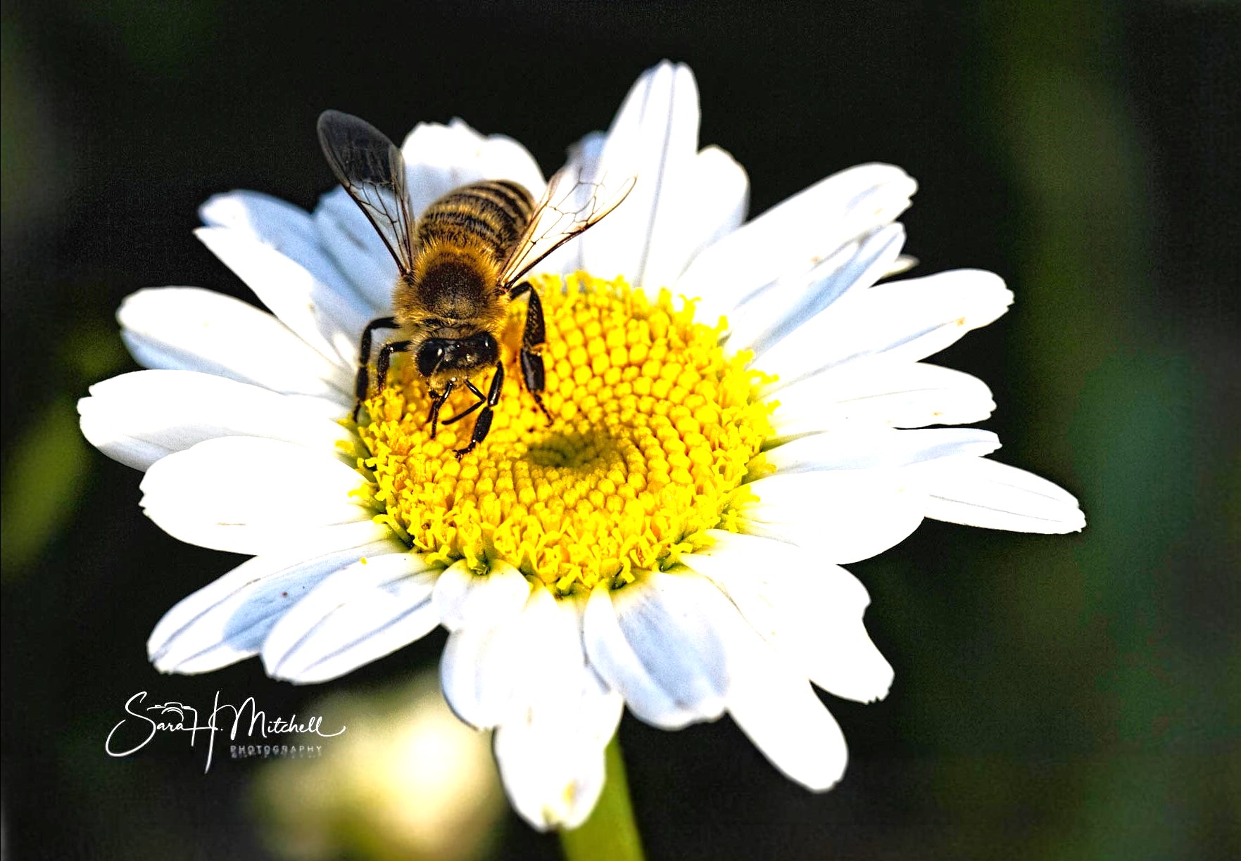 Bee on Daisy - Canon Community