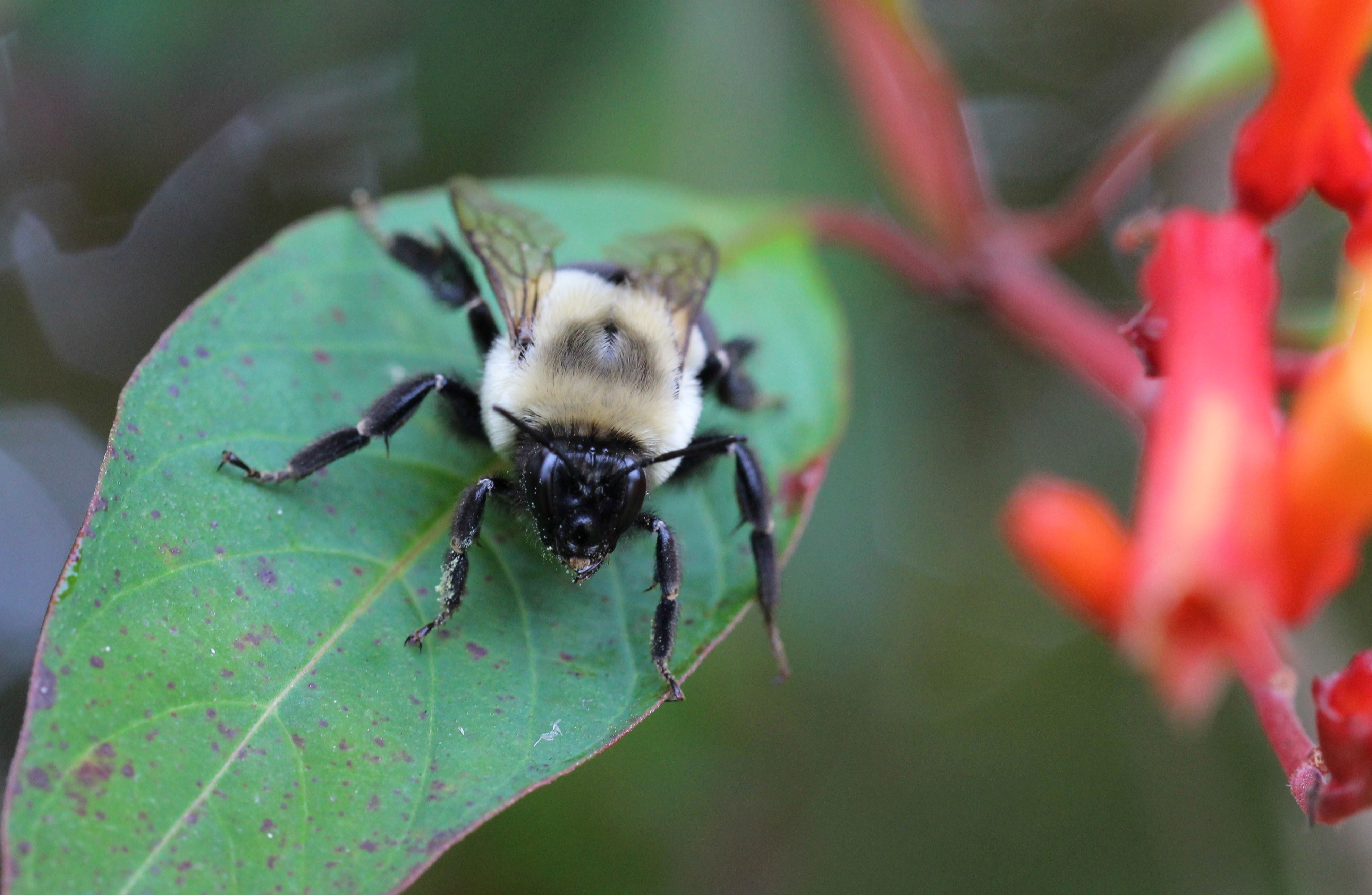 Bumble Bee - Canon Community