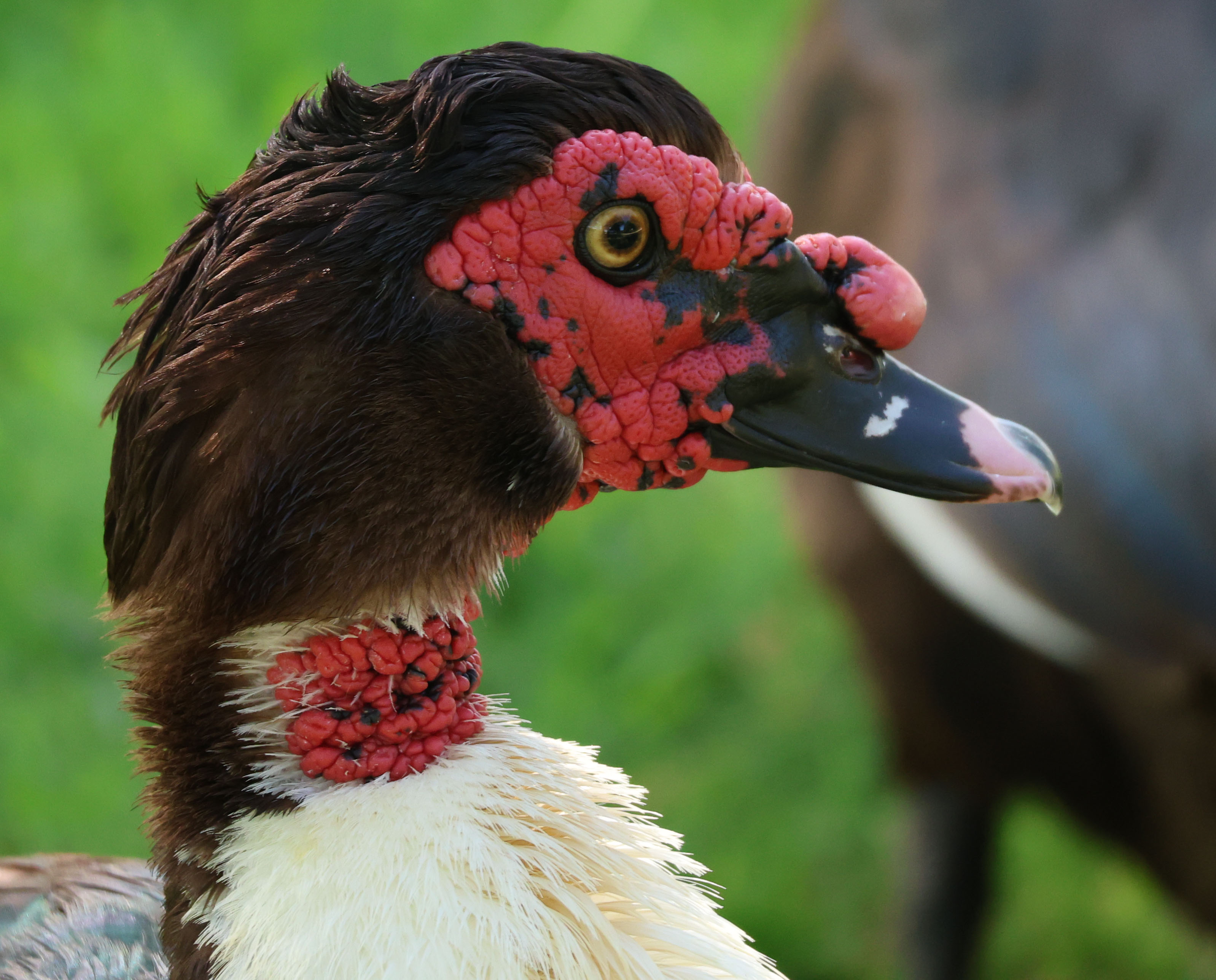 Muscovy Duck - Canon Community
