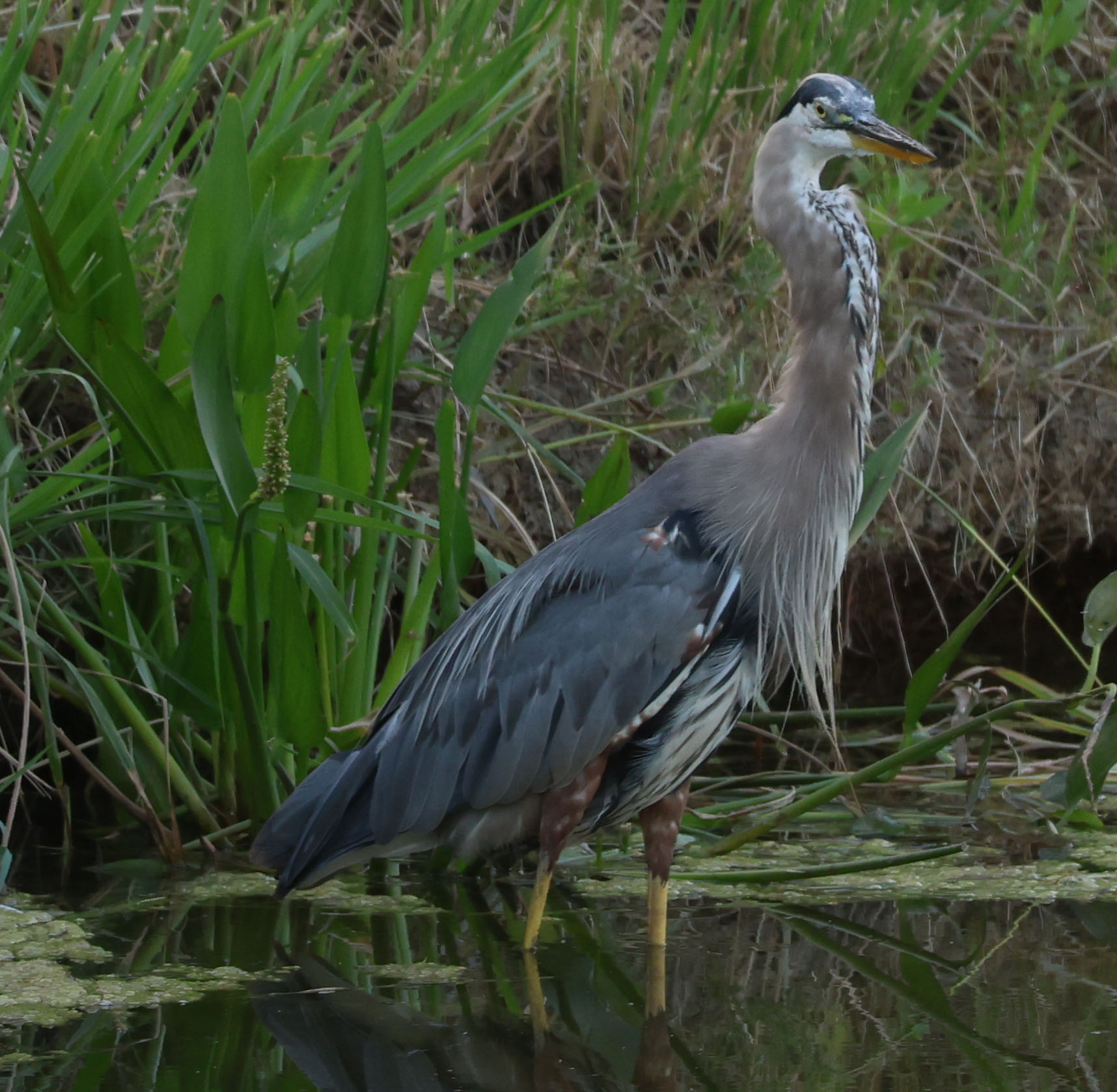 HERON EATING FISH - Canon Community