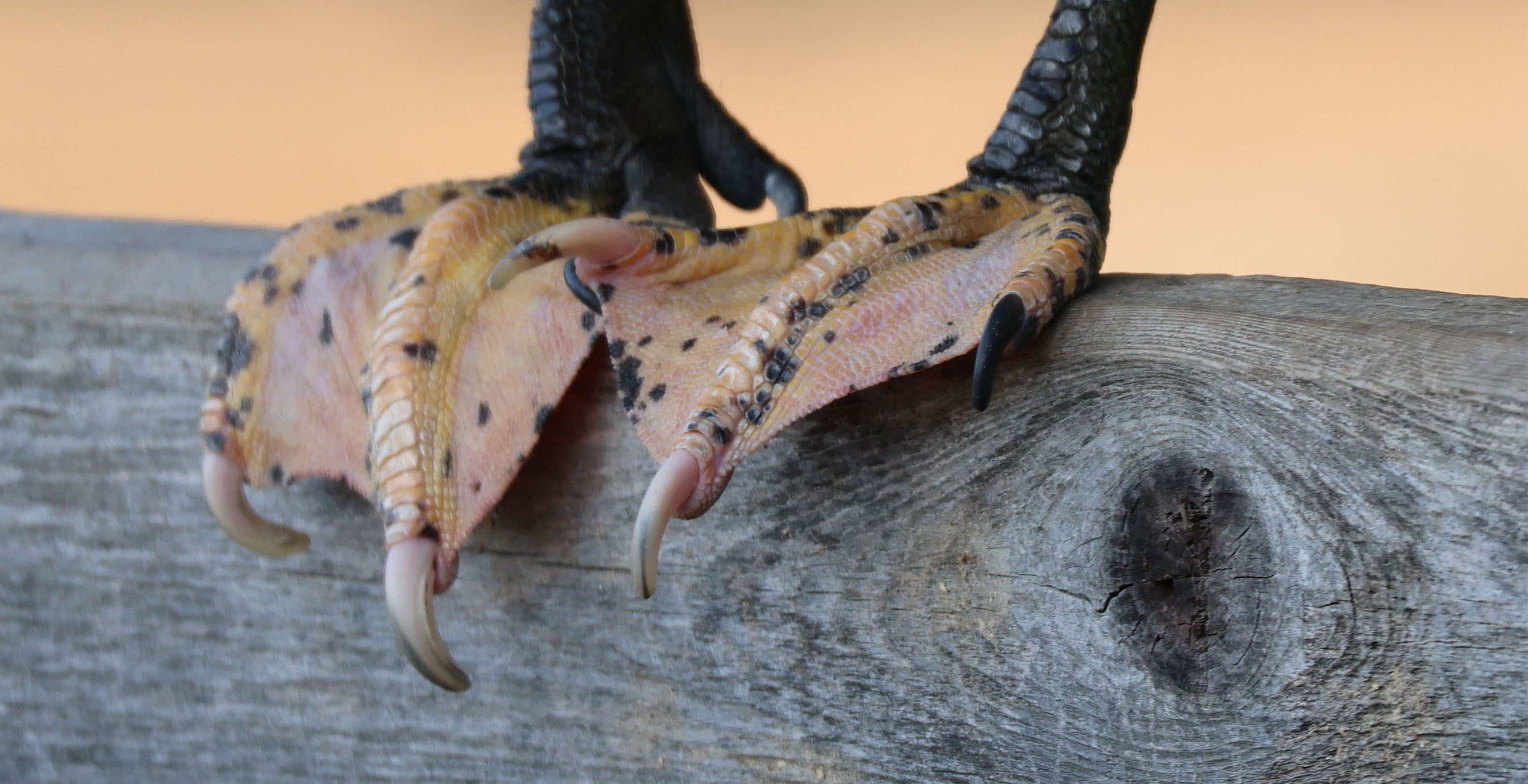 MUSCOVY DUCK FEET - Canon Community