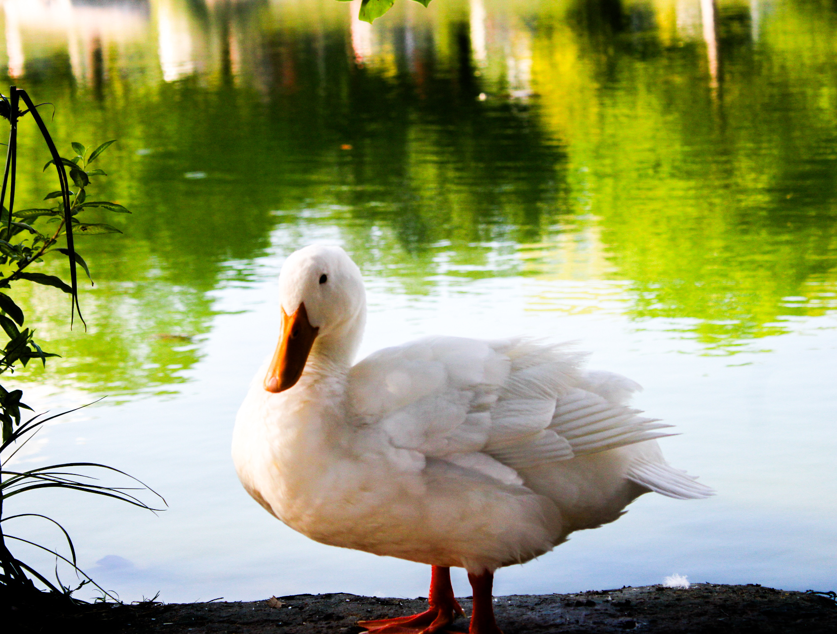 Duck shot on a canon rebel t7 55mm ISO 640 f5.6 1/... - Canon Community