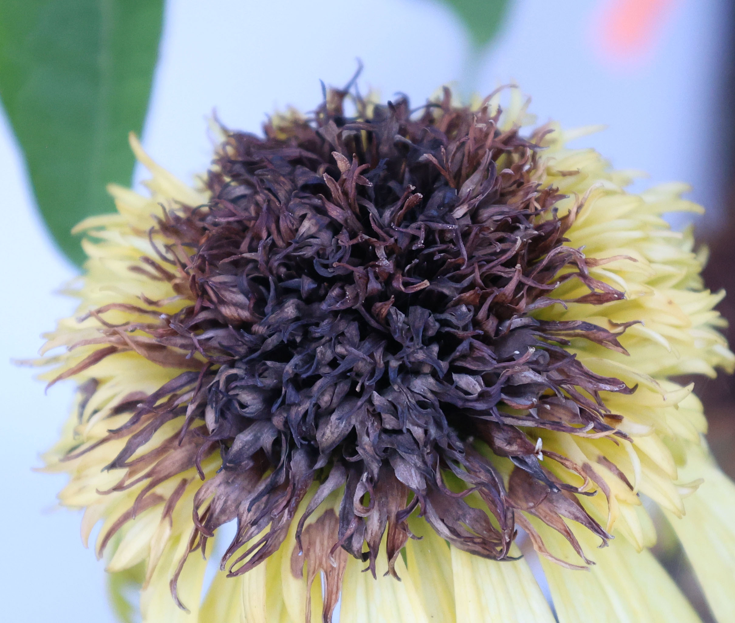 Flower - Canon Community