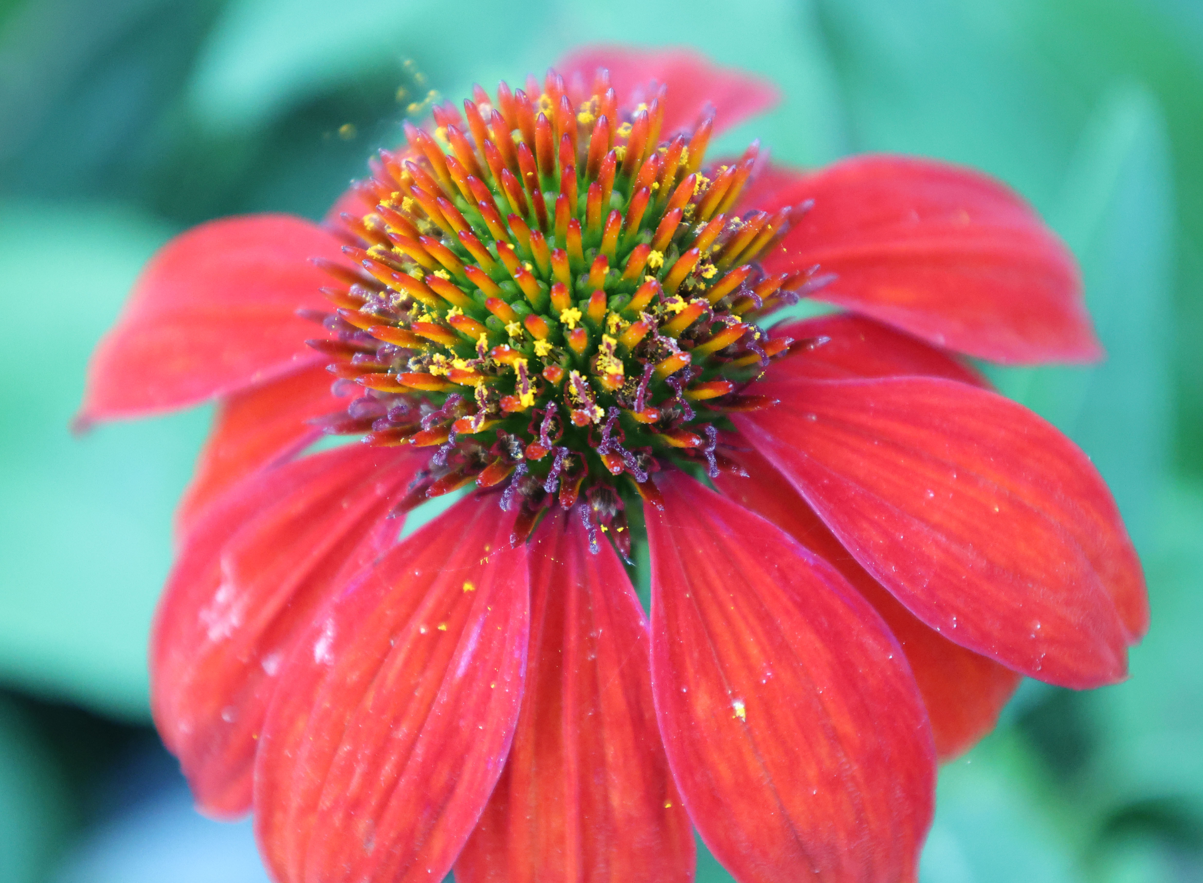 Flower - Canon Community