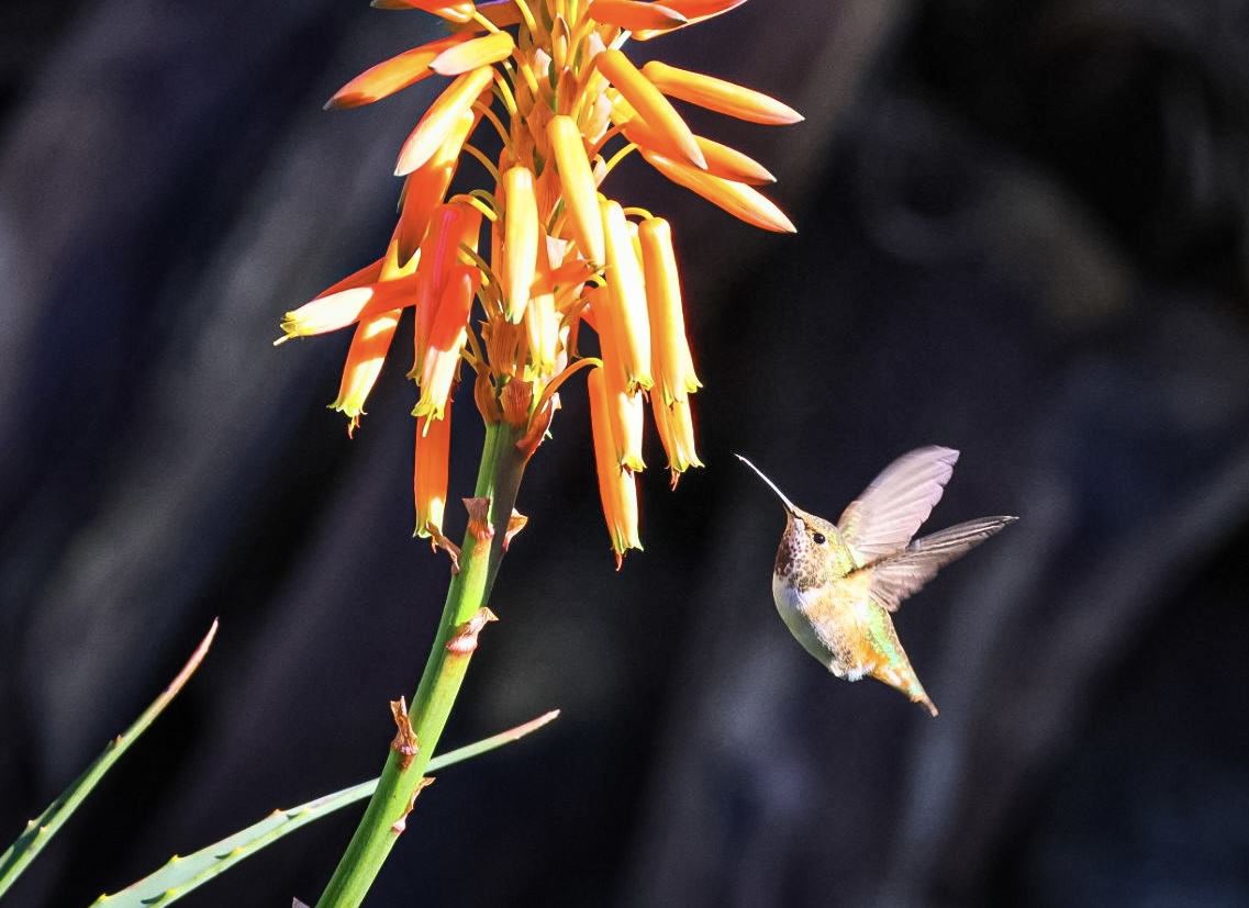 Allen's hummingbird in flight - Canon Community
