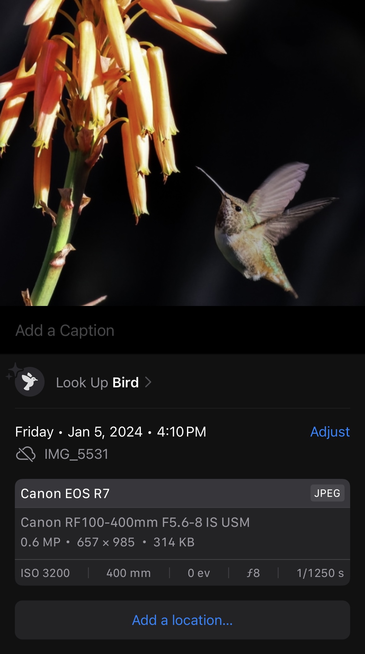 Allen's hummingbird in flight - Canon Community