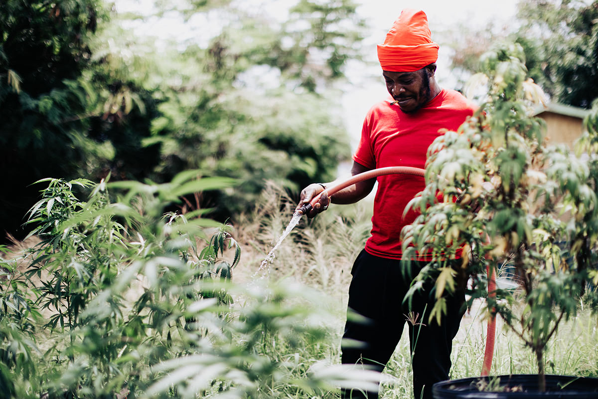 Rastafarian Tribe - Canon Community