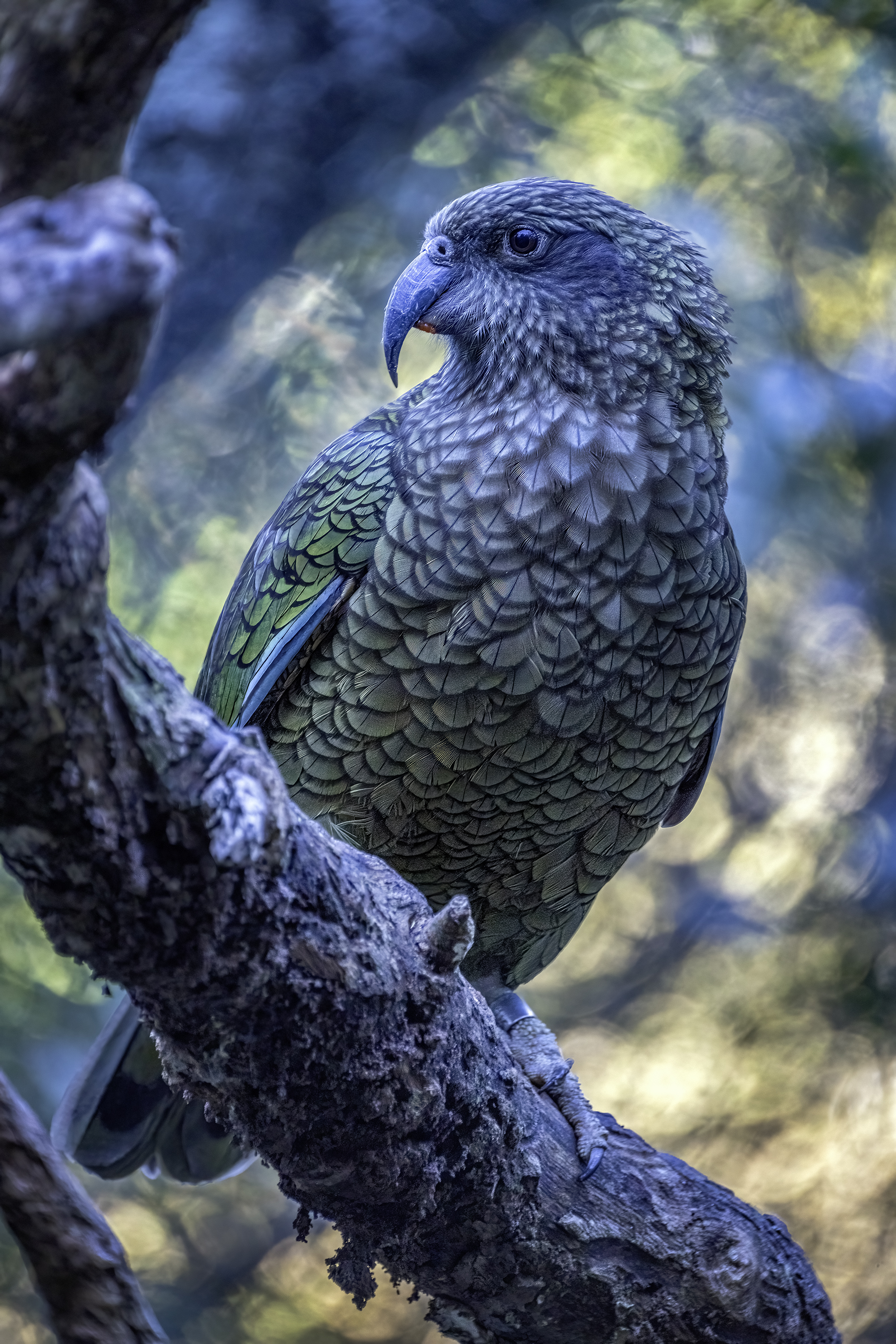 A Few Shots with the R5 and RF 200-800 - Canon Community