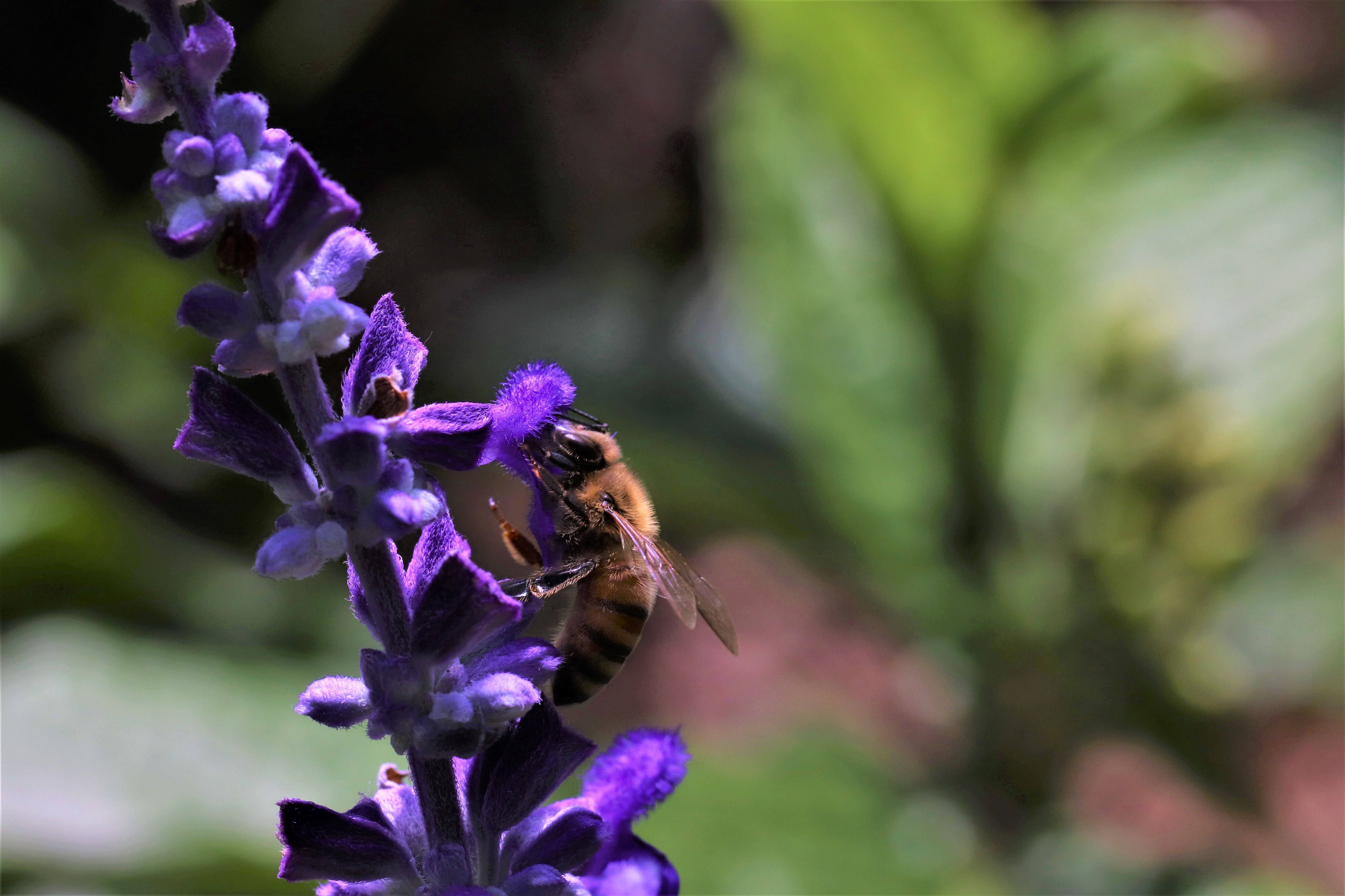 Honeybee - Canon Community