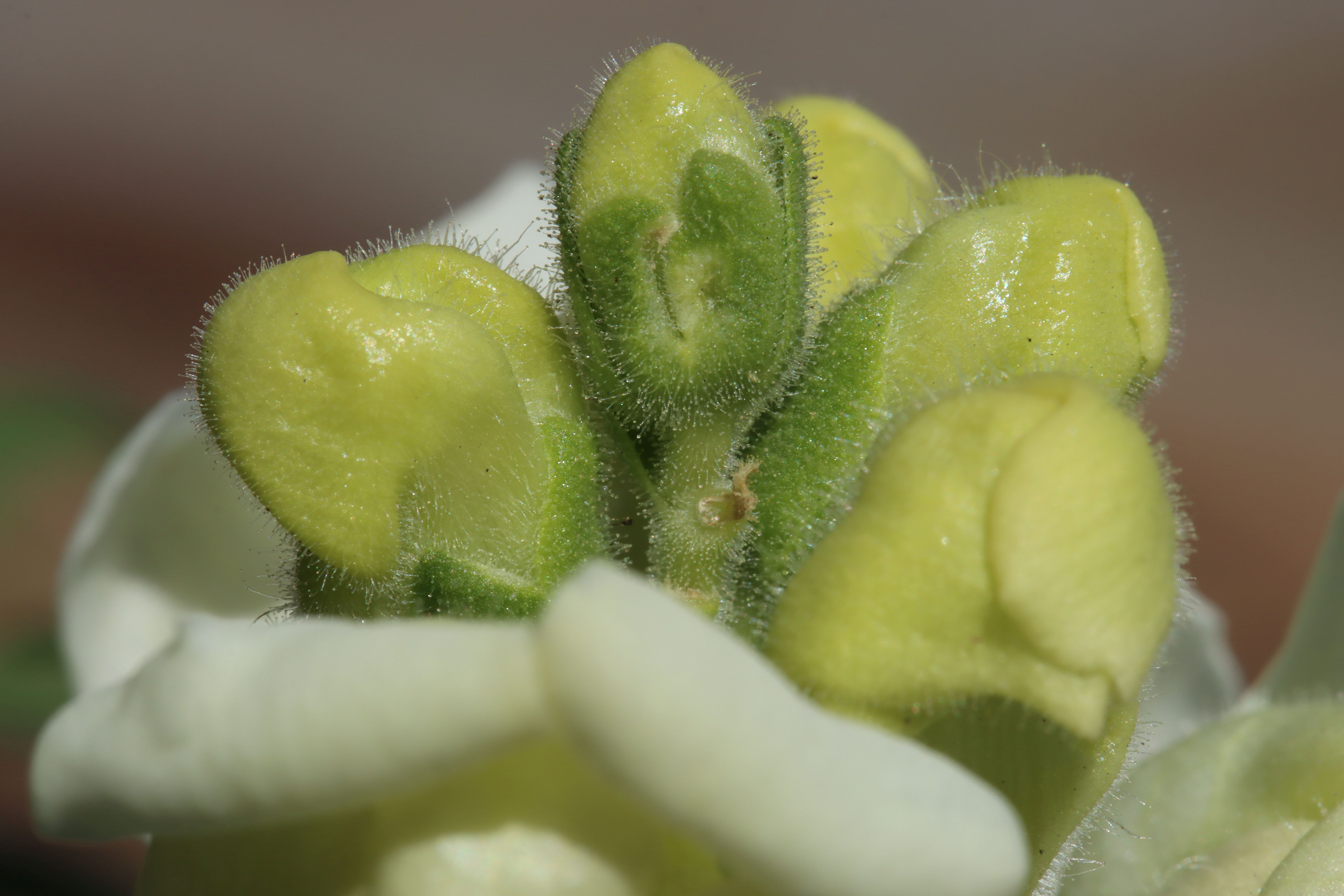 Emerging flower - Canon Community