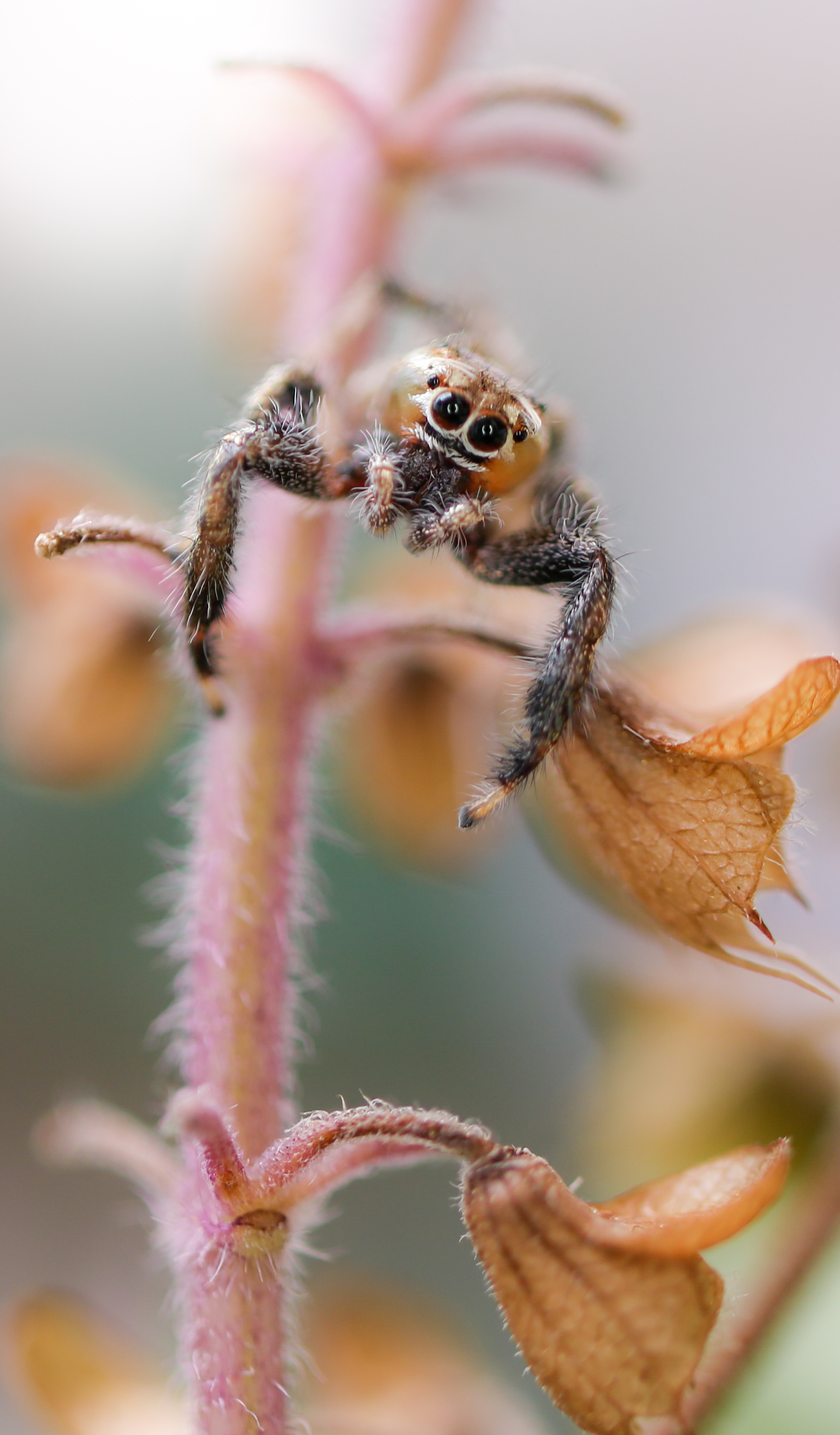 Spider - Canon Community