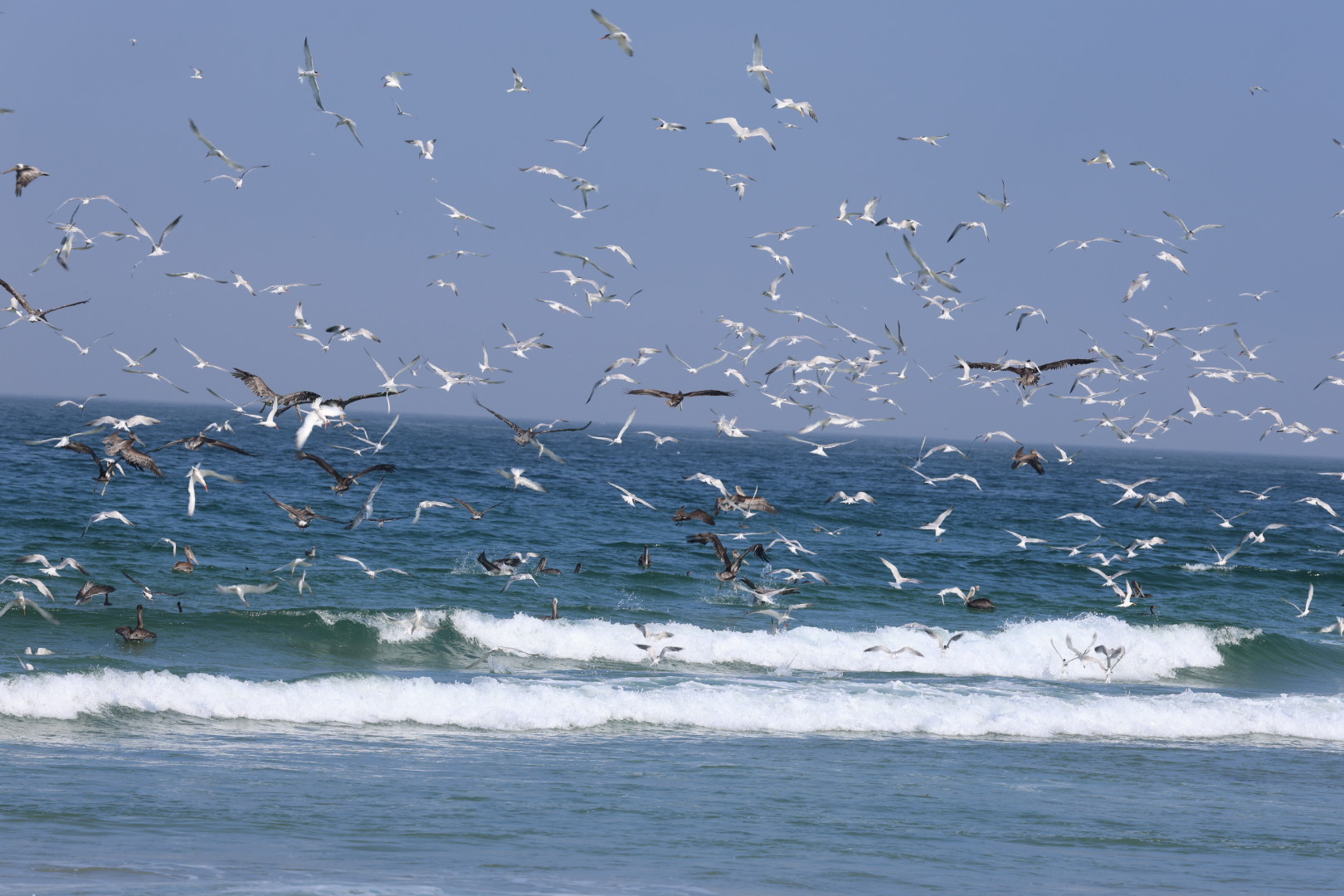Solved: Re: Out of focus fast moving targets Canon R6 Mark... - Canon ...
